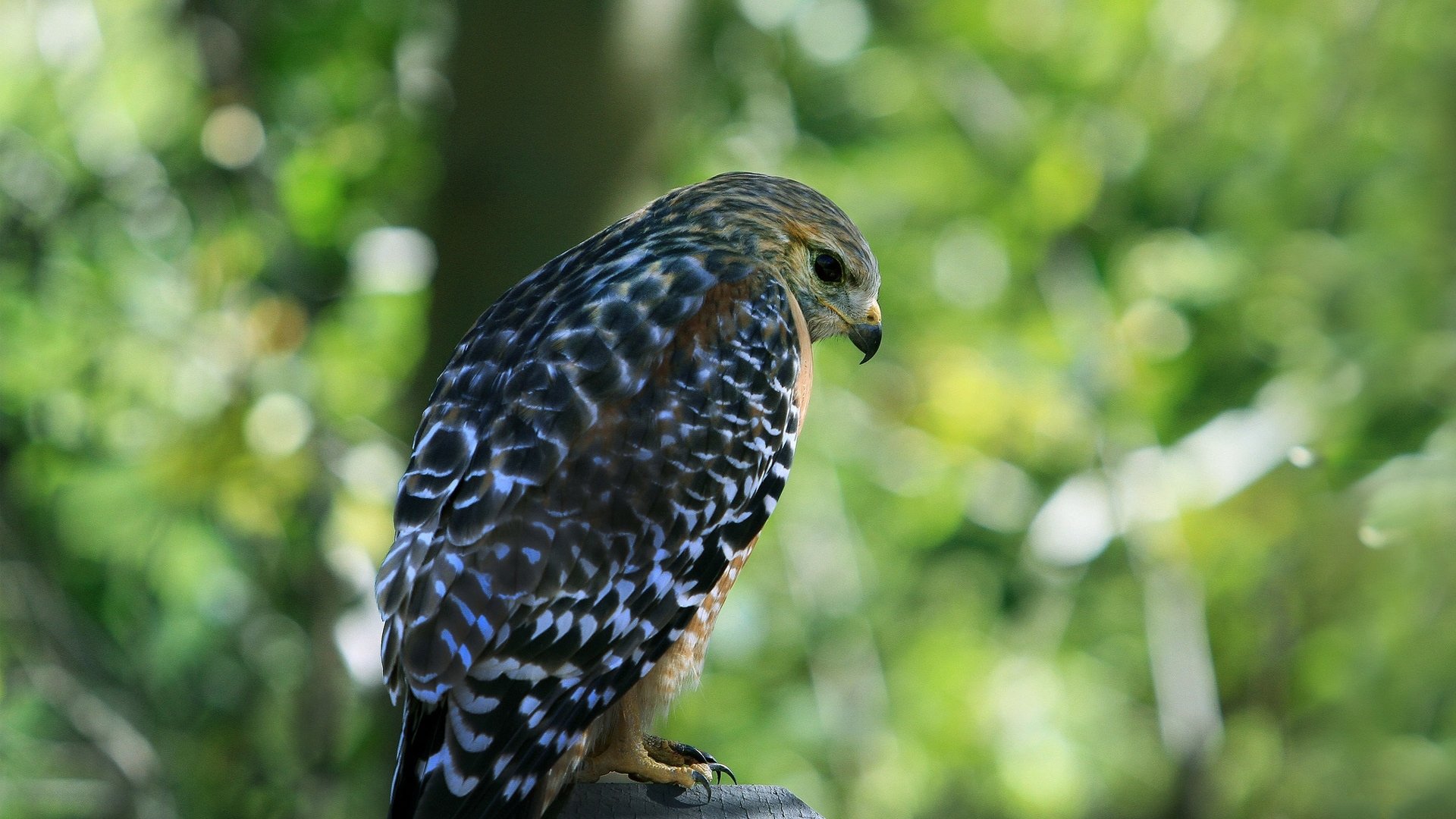 Download Animal Falcon Image