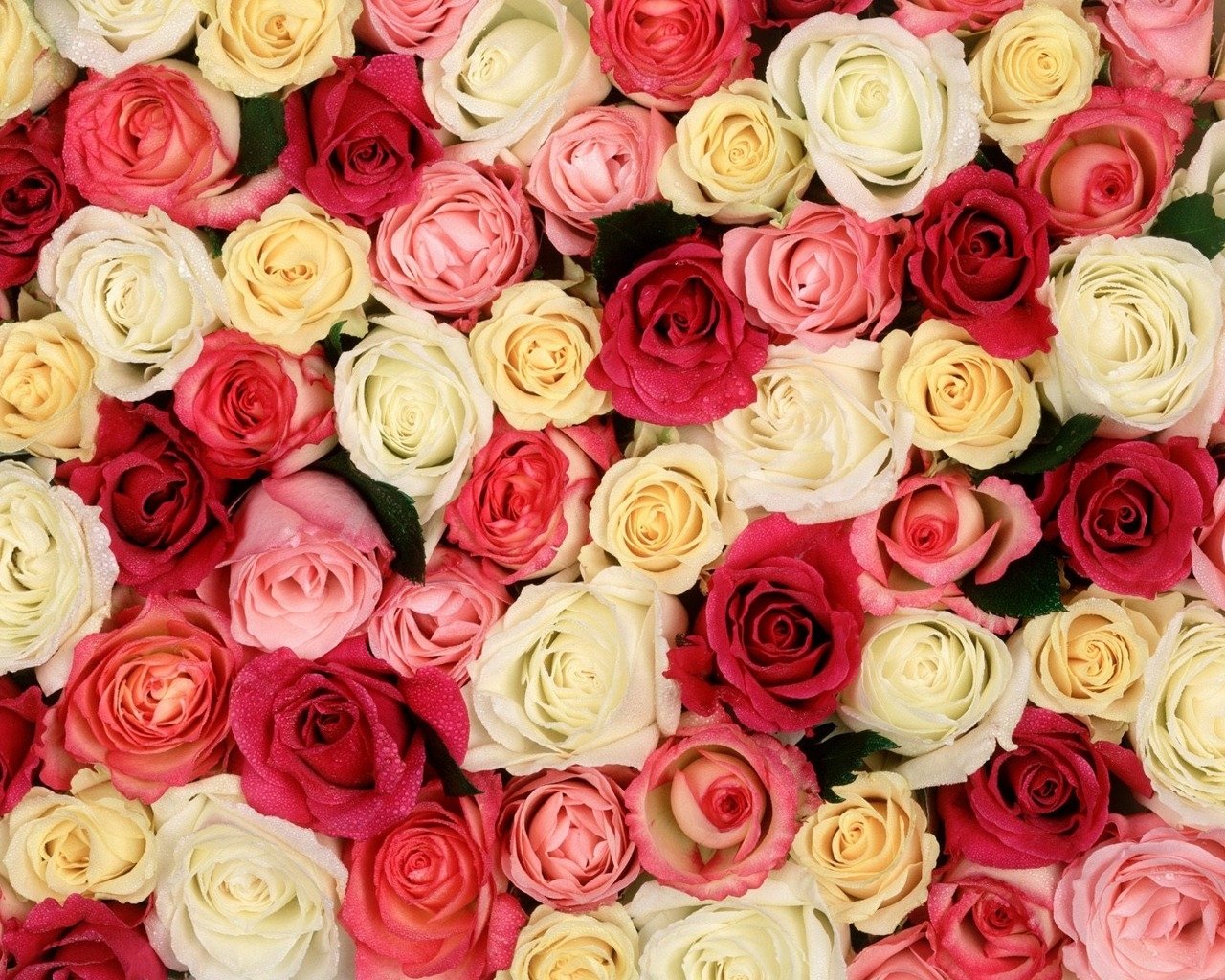 Download Flower Nature Rose Image