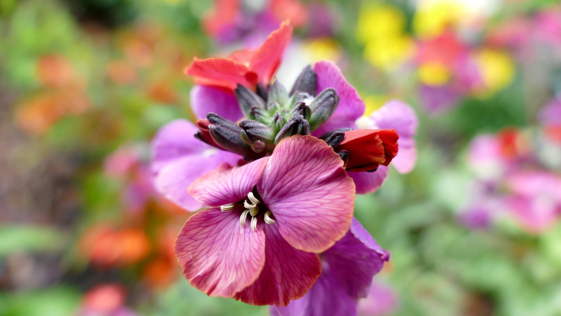 Giroflées 2 Image - ID: 298773 - Image Abyss