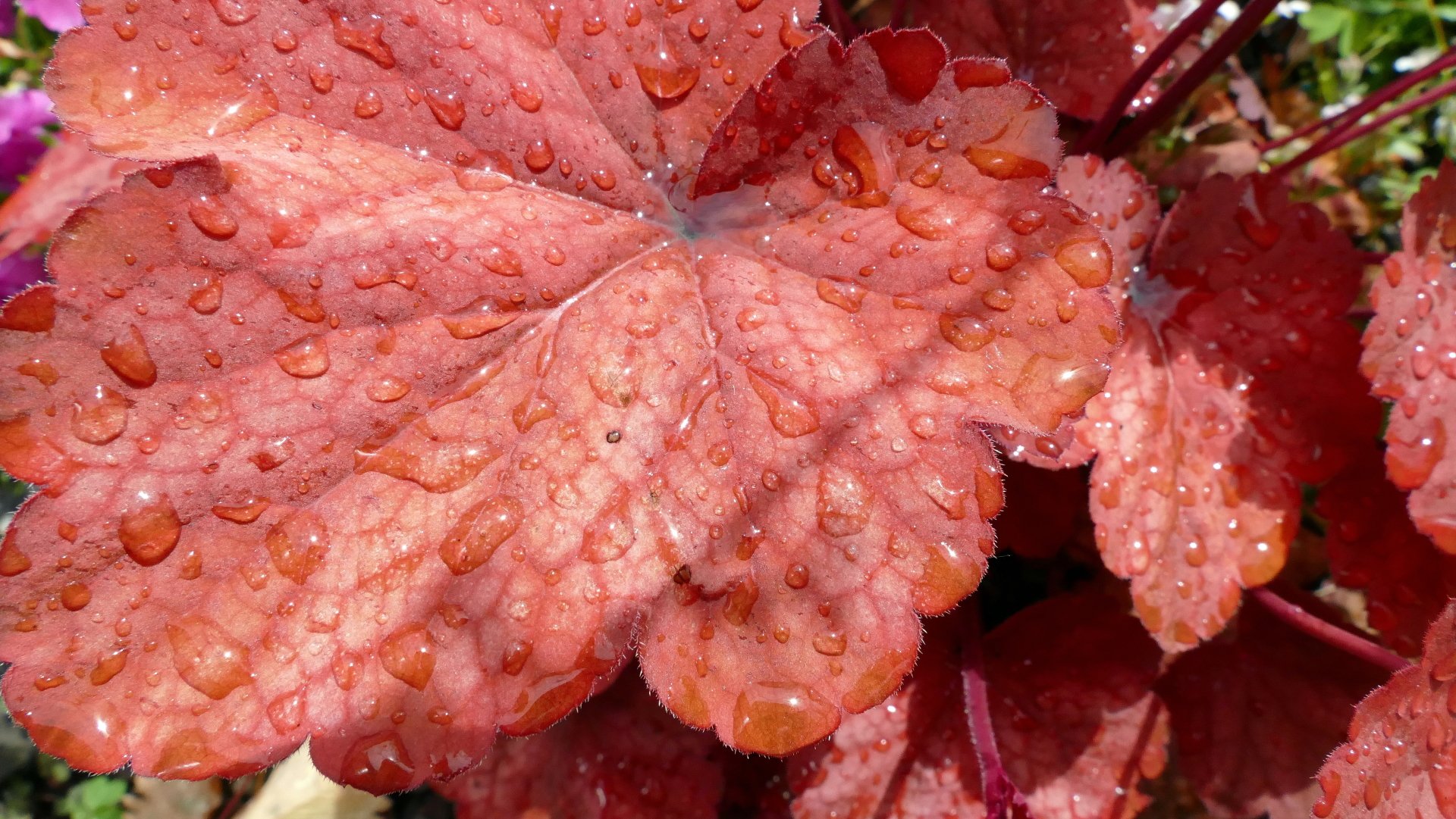 Gouttes d'eau sur feuillage 5 by mapini