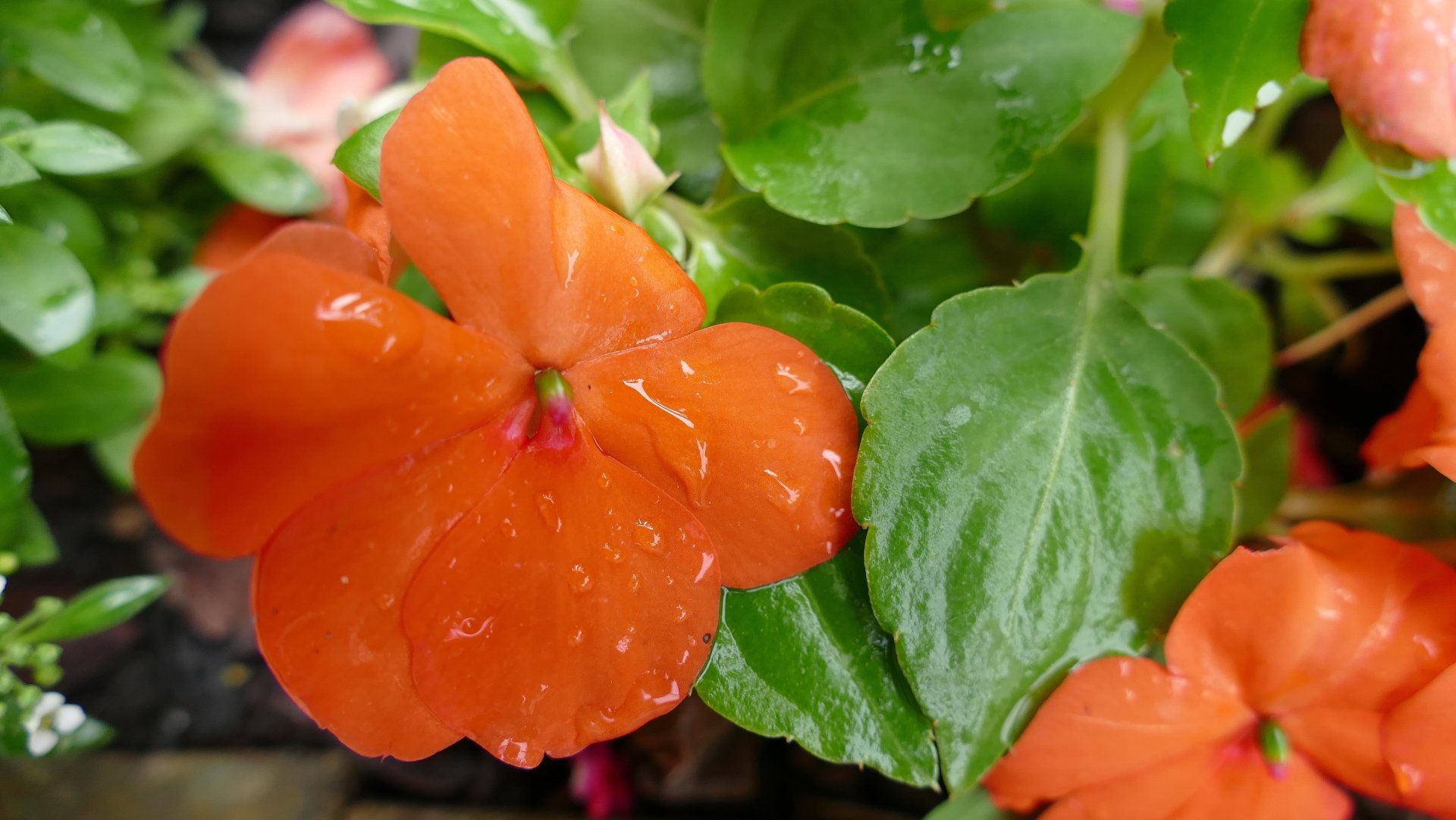 Impatiens 2 by mapini