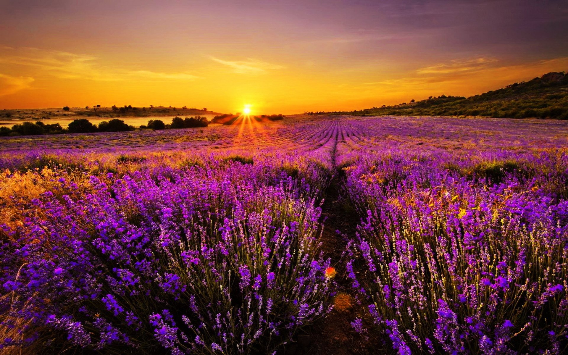 Download Nature Lavender Image