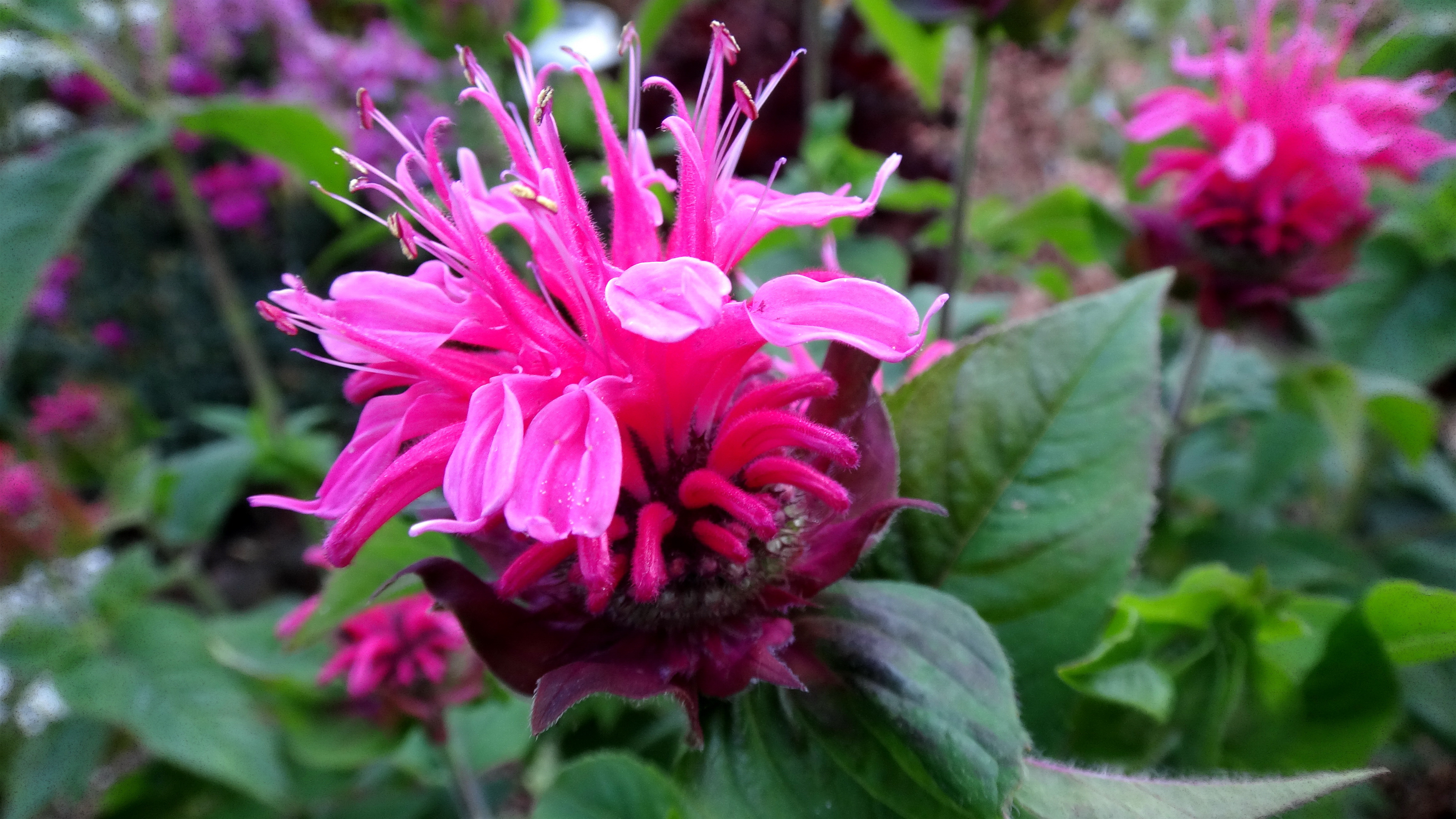 Monarde3 Image - ID: 299072 - Image Abyss