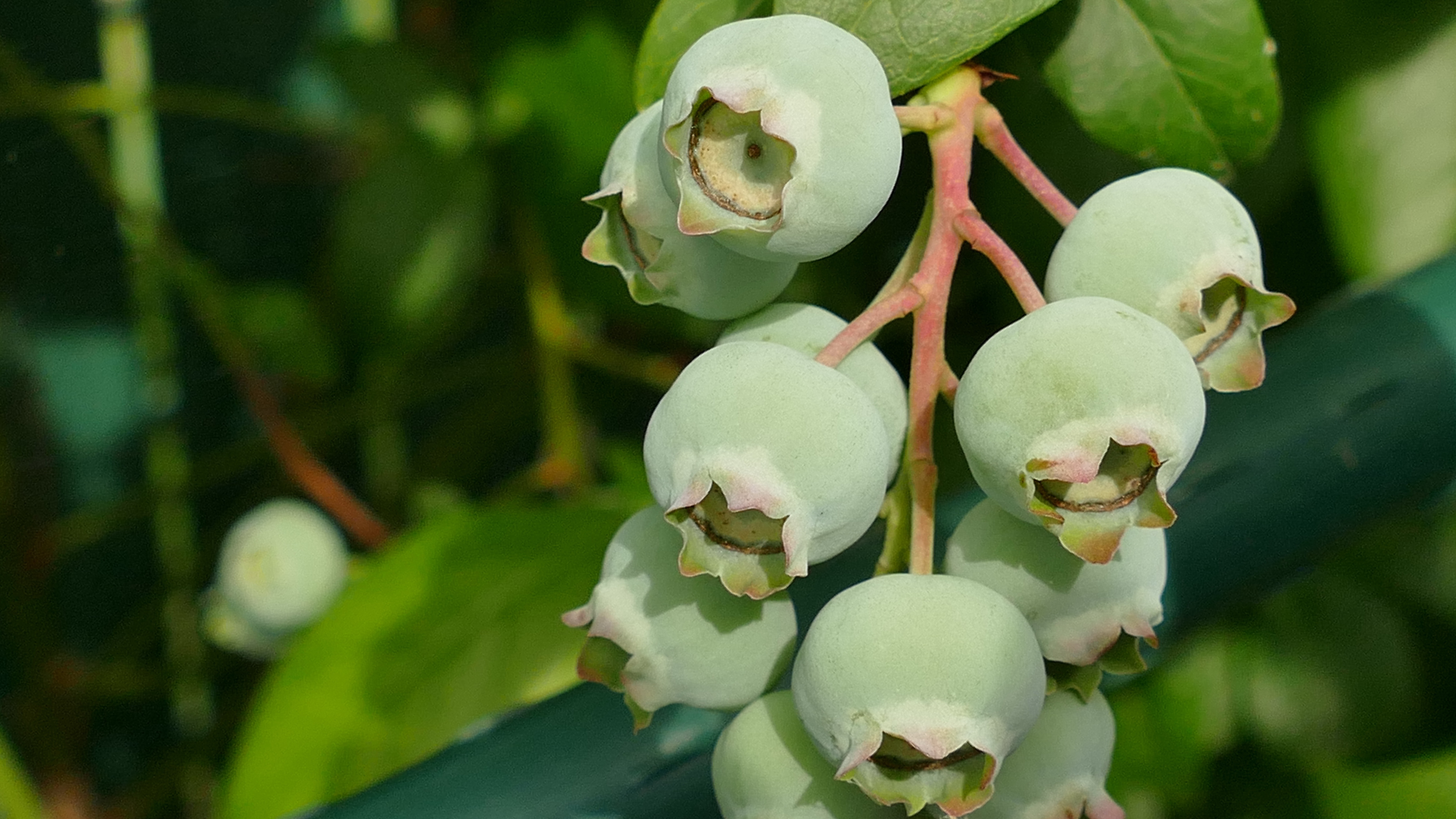 Myrtilles 2 by mapini