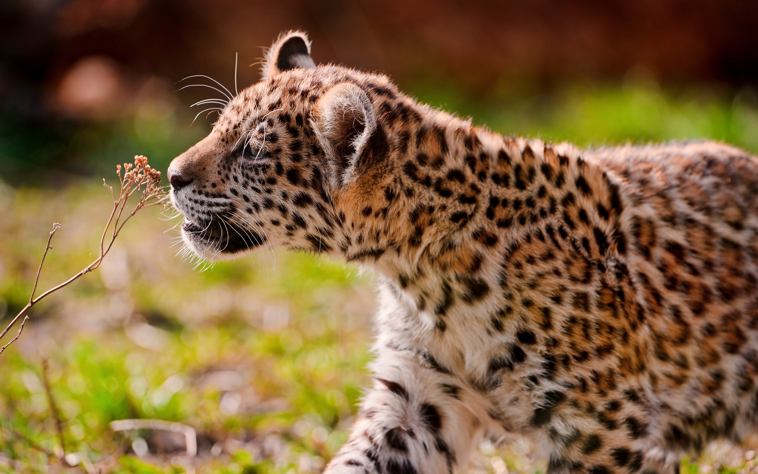 Download Animal Leopard Image