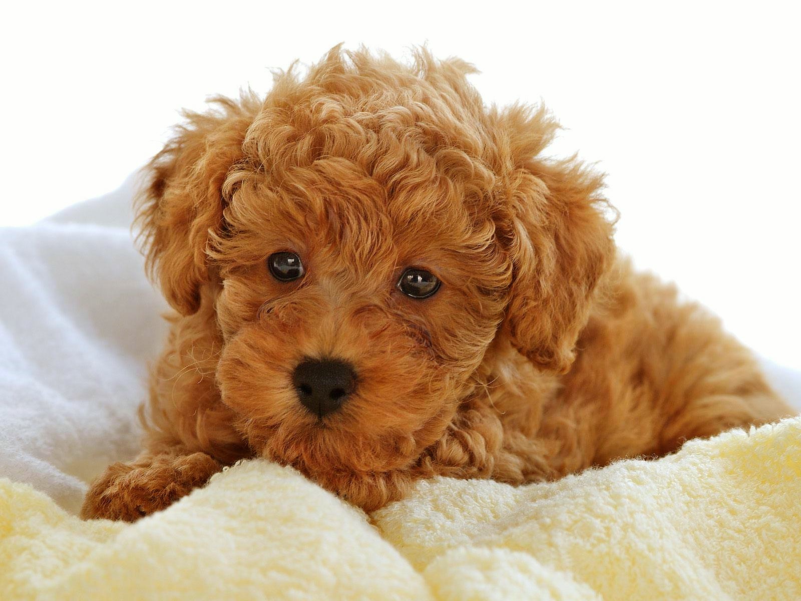 Download Cute Cockapoo Animal Puppy Image