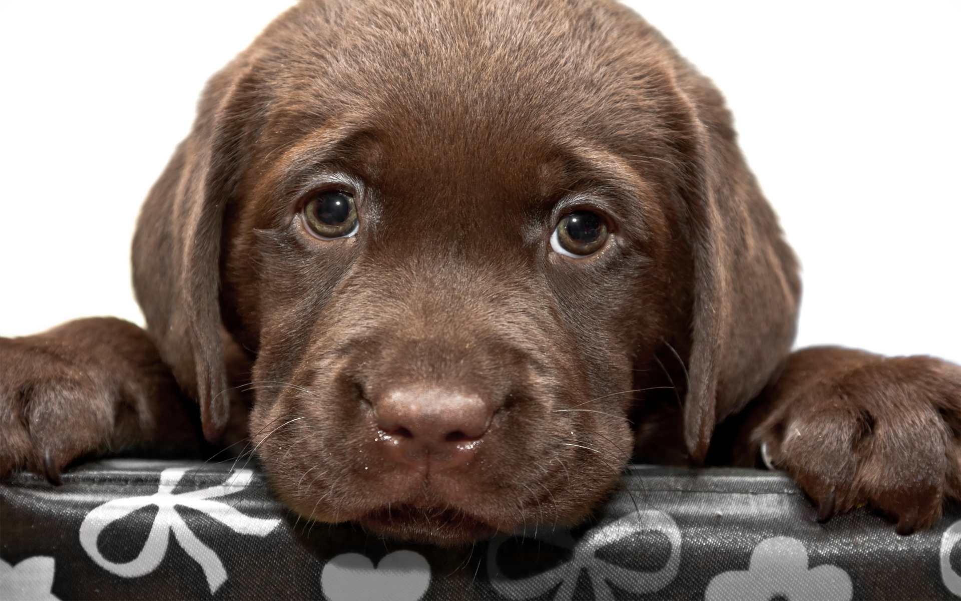 Chocolate Lab Puppy: Heartfelt Eyes of a Loyal Friend