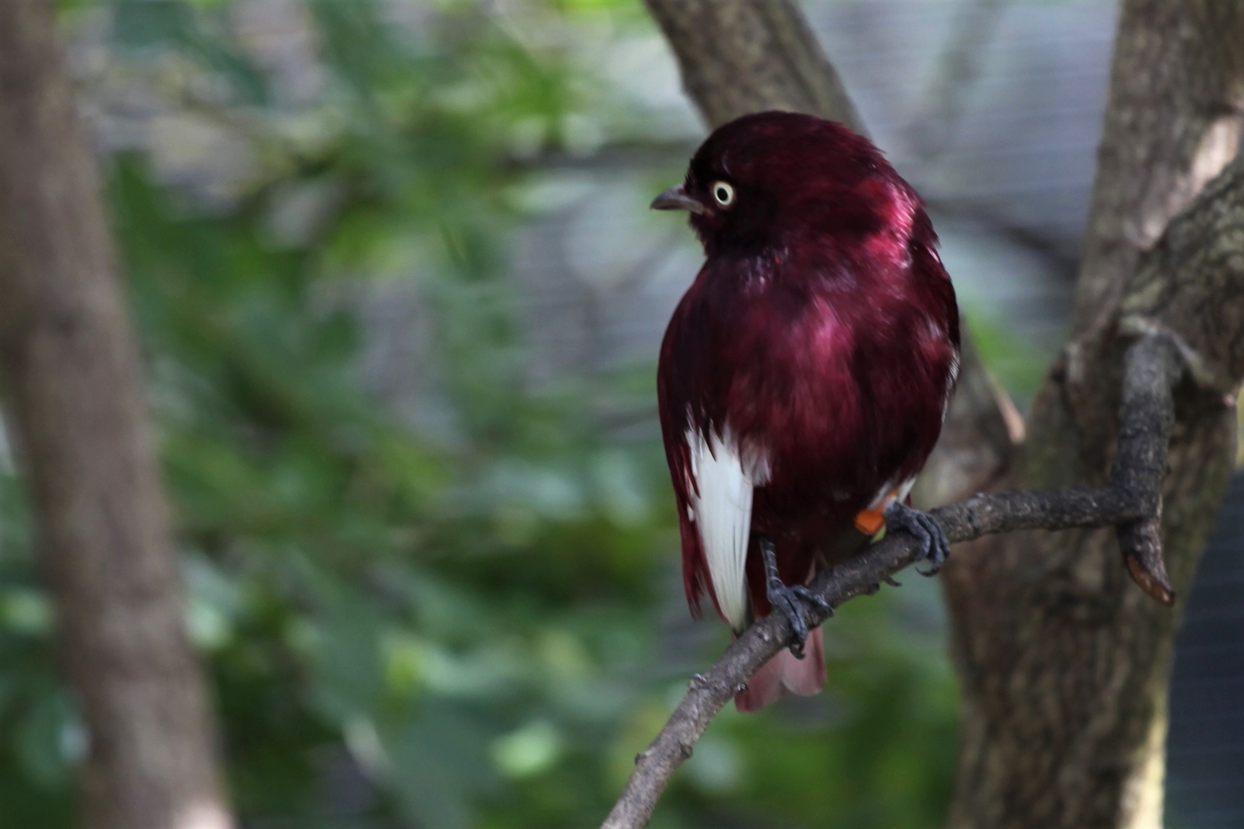 Purple Bird - Image Abyss