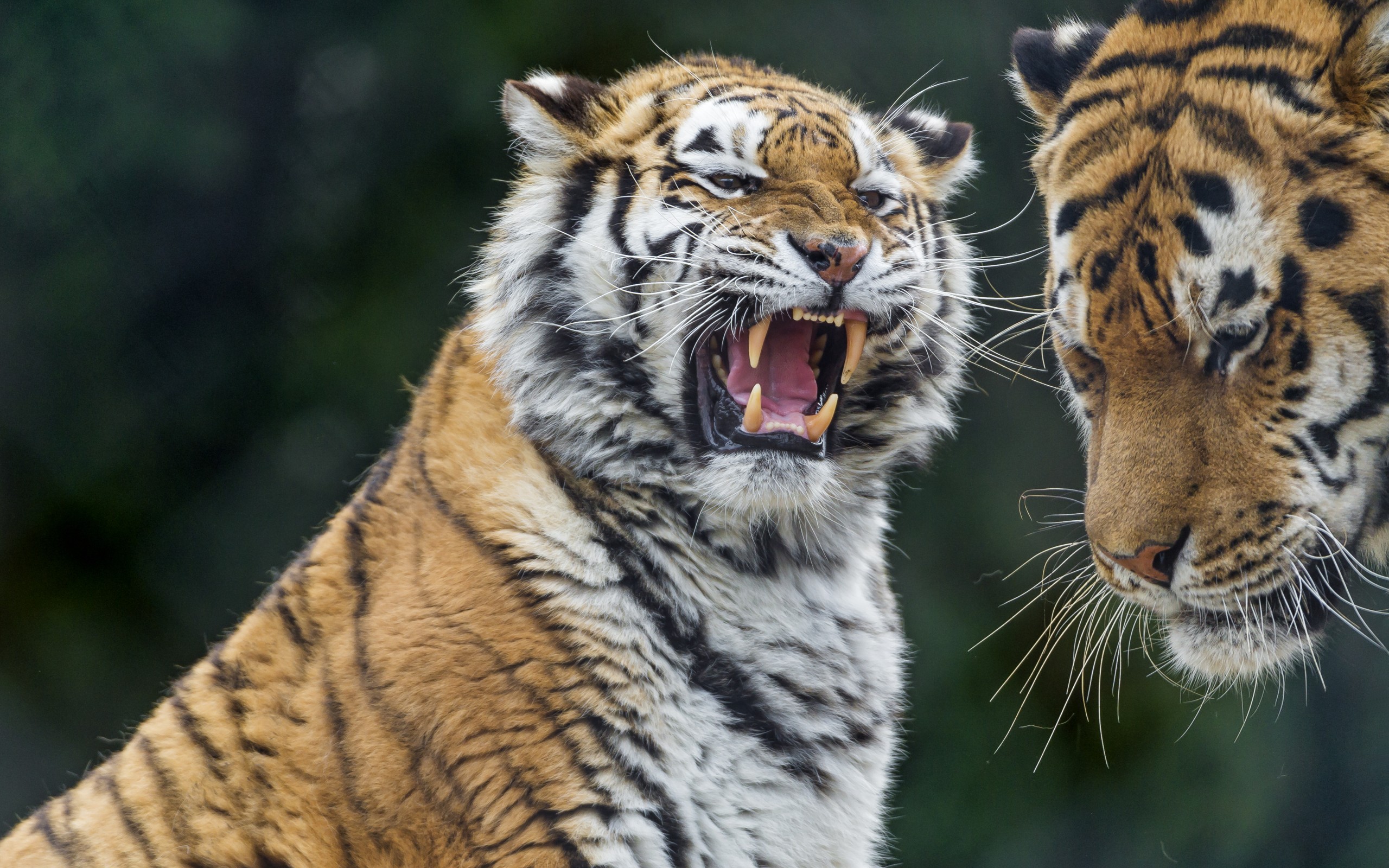 Tiger Picture - Image Abyss