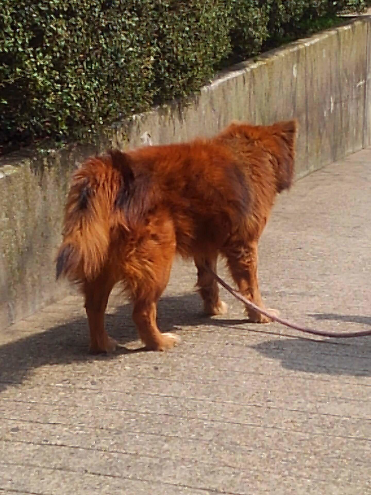 Download Animal Dog Image
