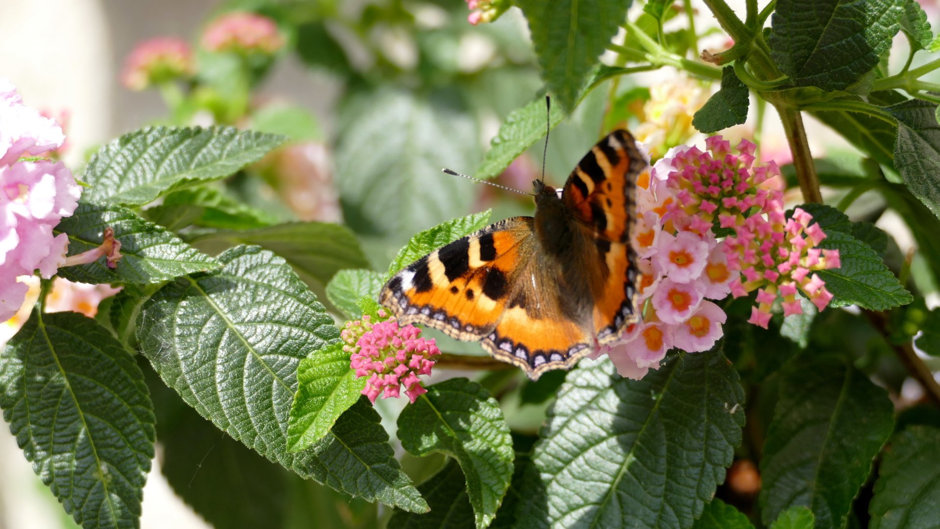 Insecte3 by mapini