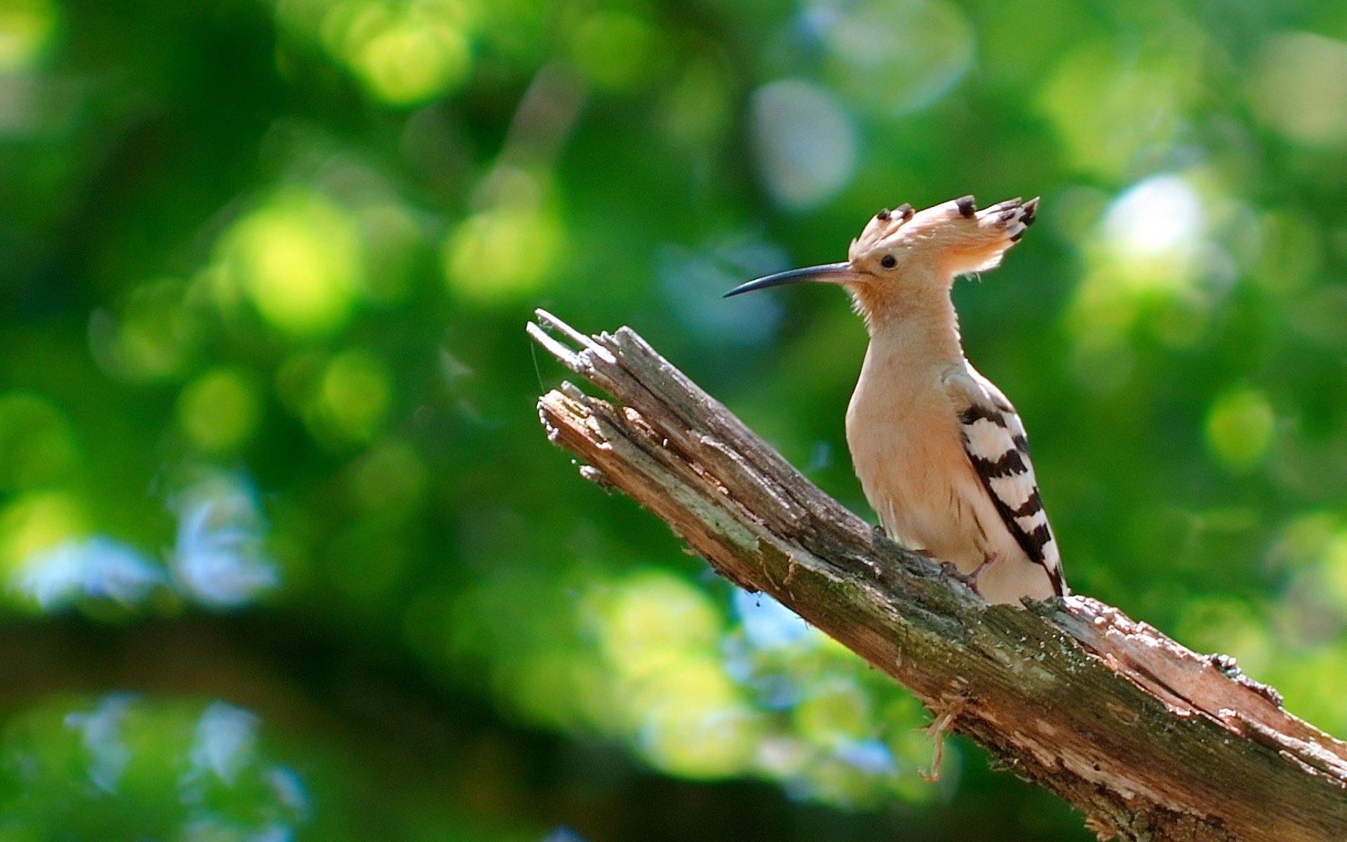 Download Animal Hoopoe Image