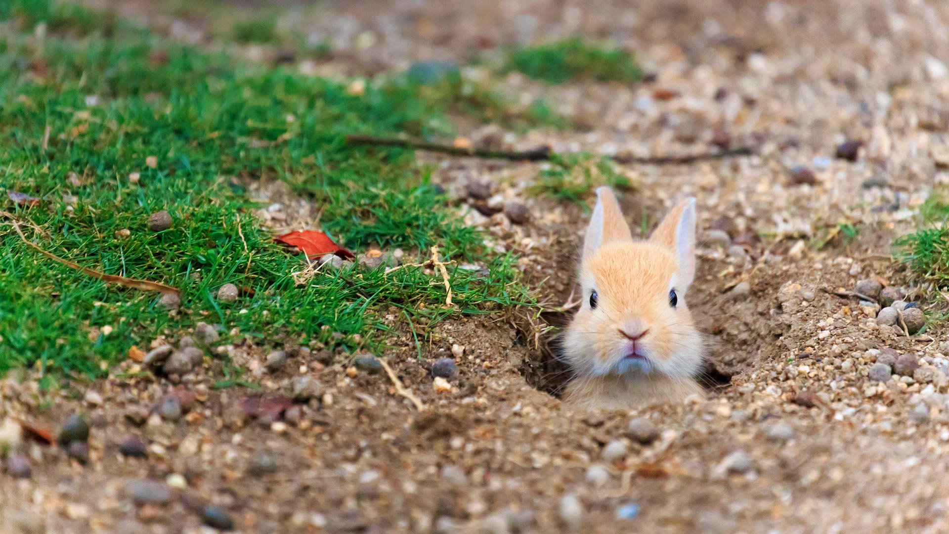 Rabbit Image - ID: 299153 - Image Abyss