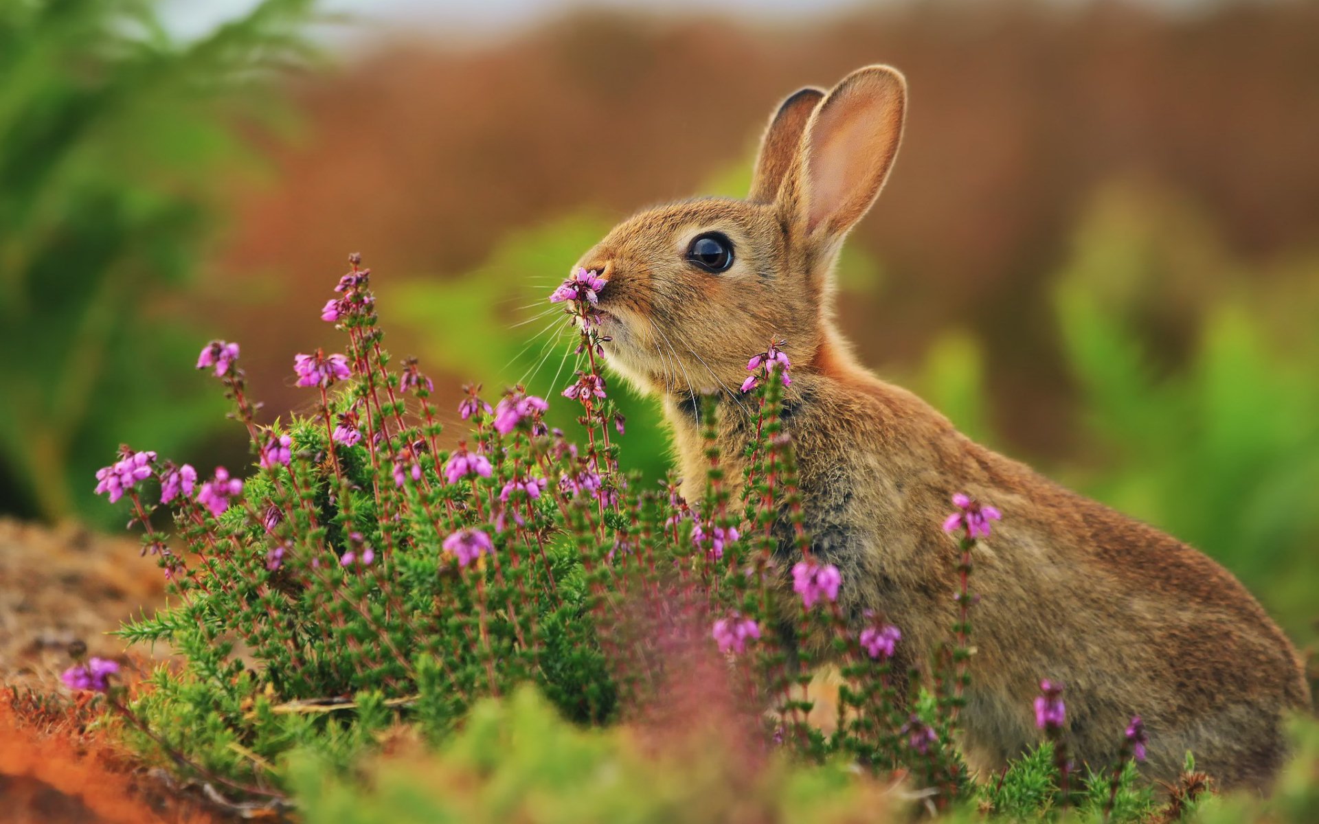 Download Animal Rabbit Image
