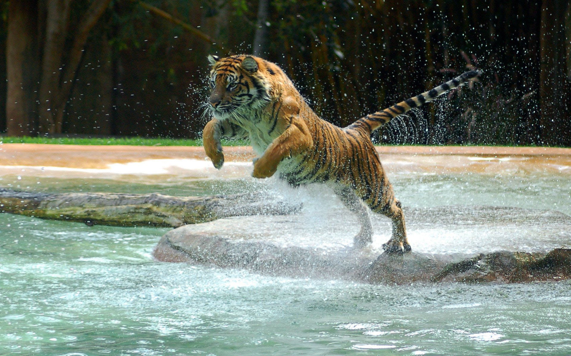 Majestic Tiger in Mid-Jump