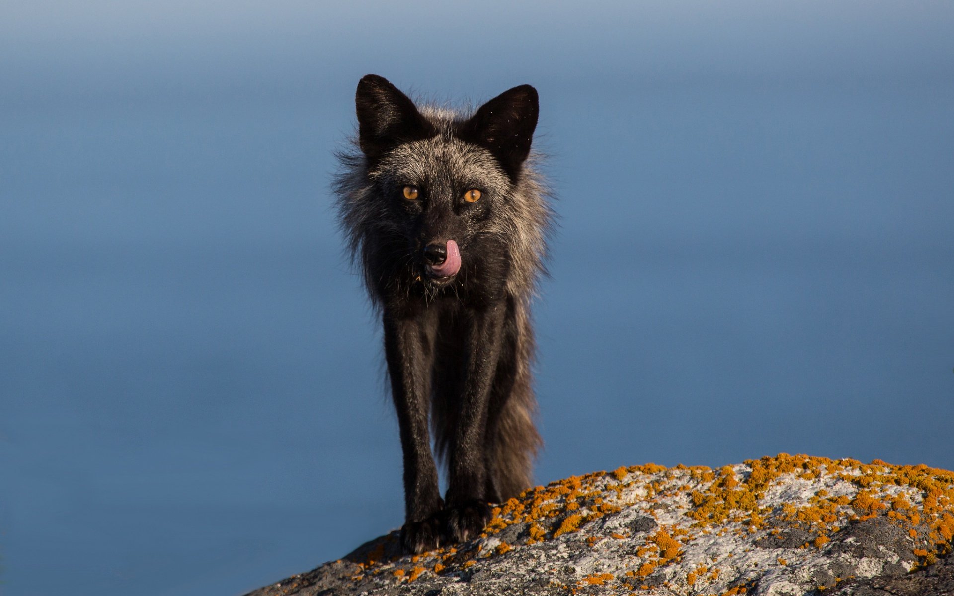 Majestic Fox on a Rocky Perch