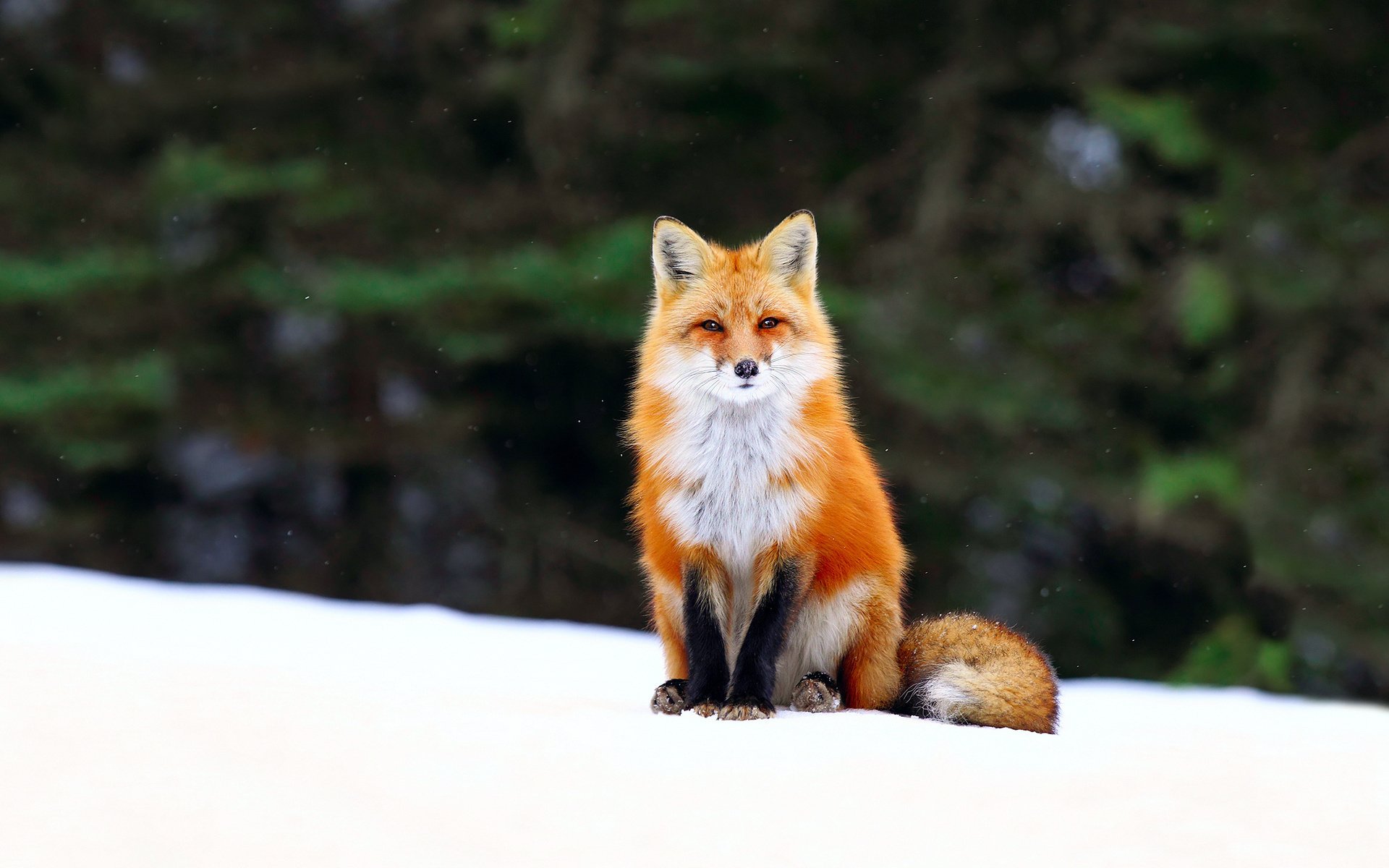 Majestic Red Fox in a Snowy Landscape