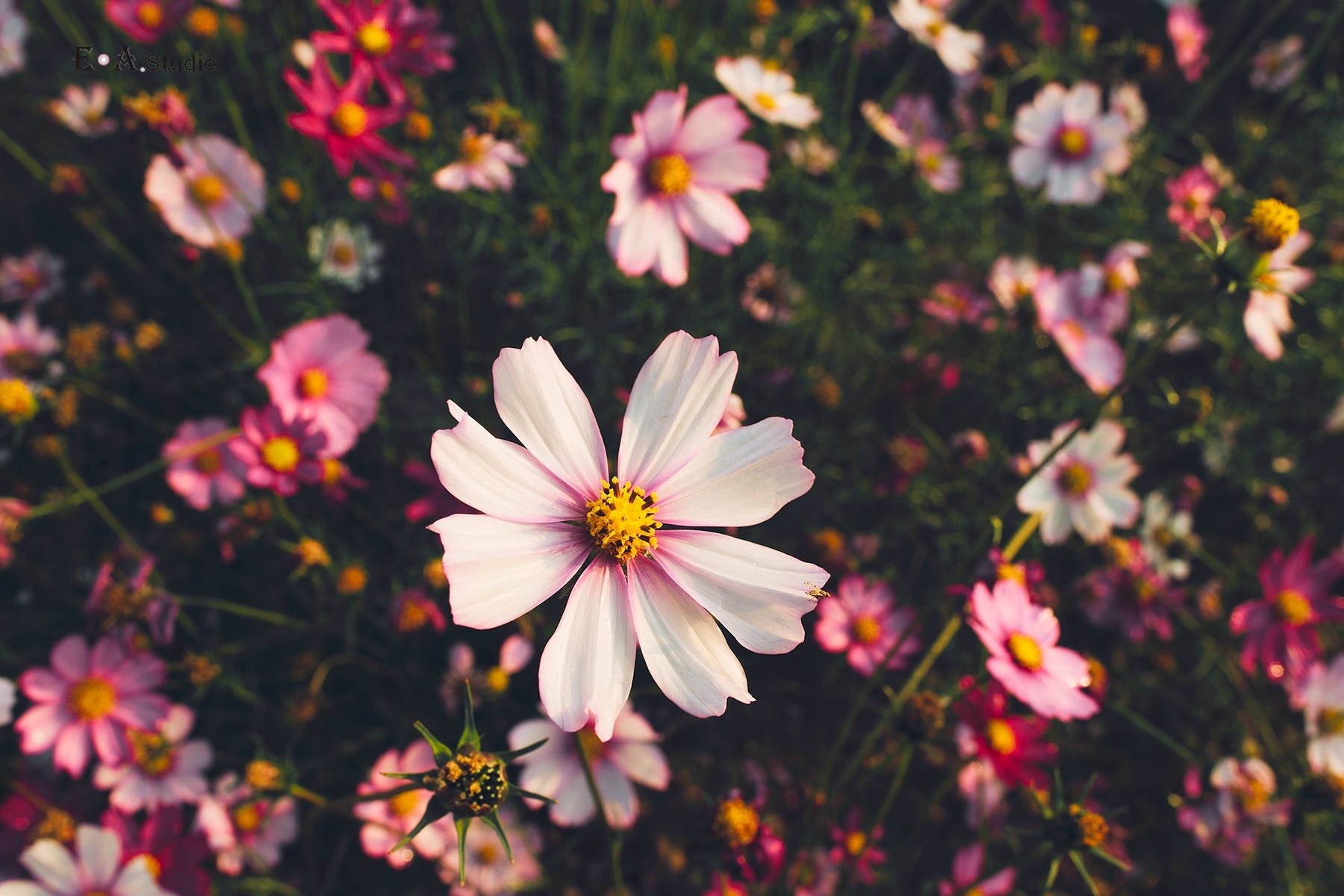 Download Nature Flower Image