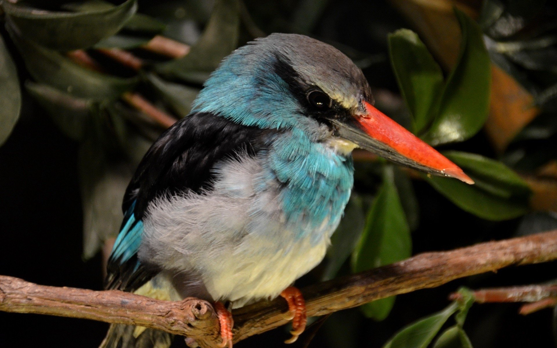 Close-Up of a Vibrant Kingfisher