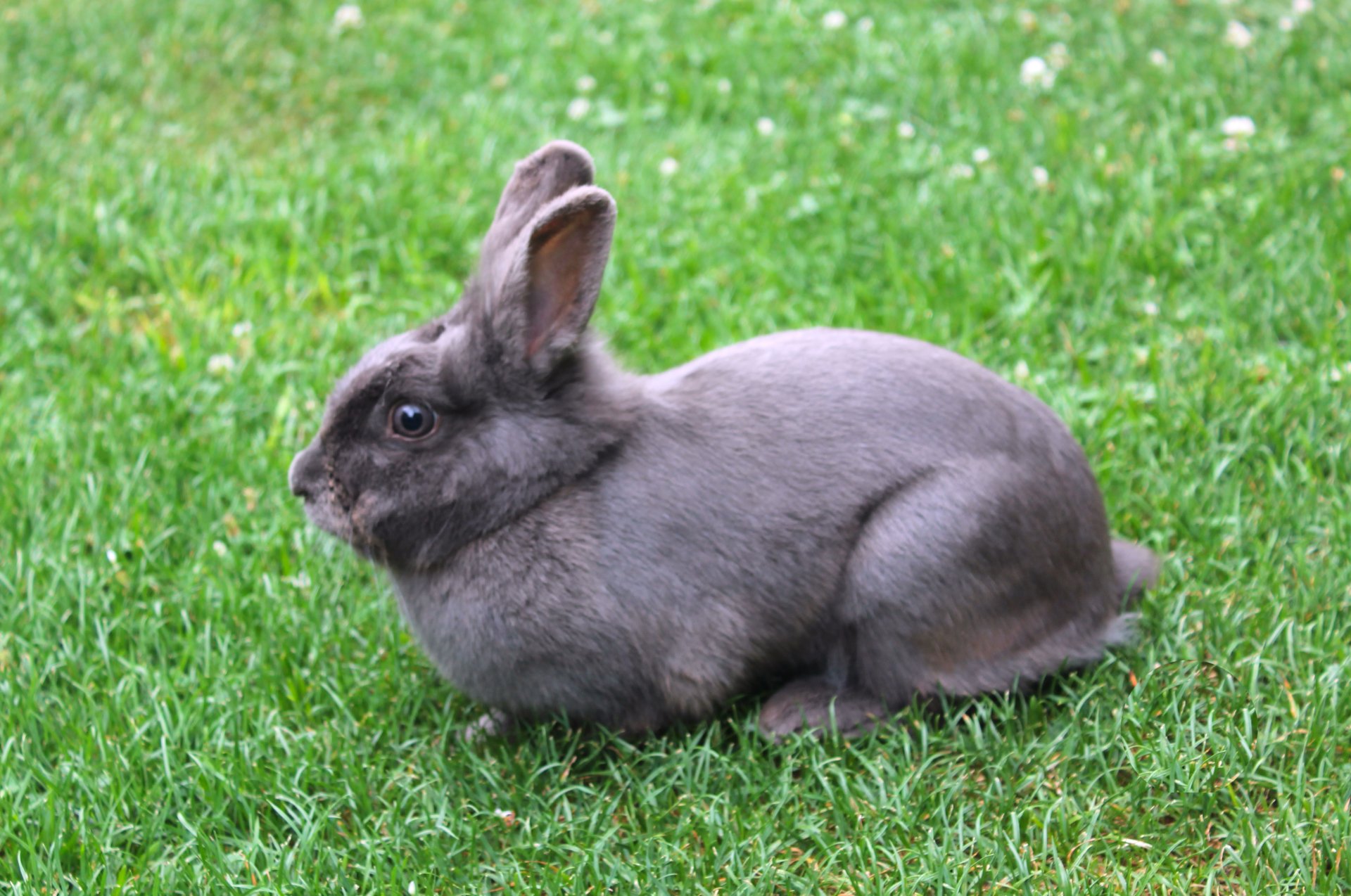 Grey Rabbit by zelko
