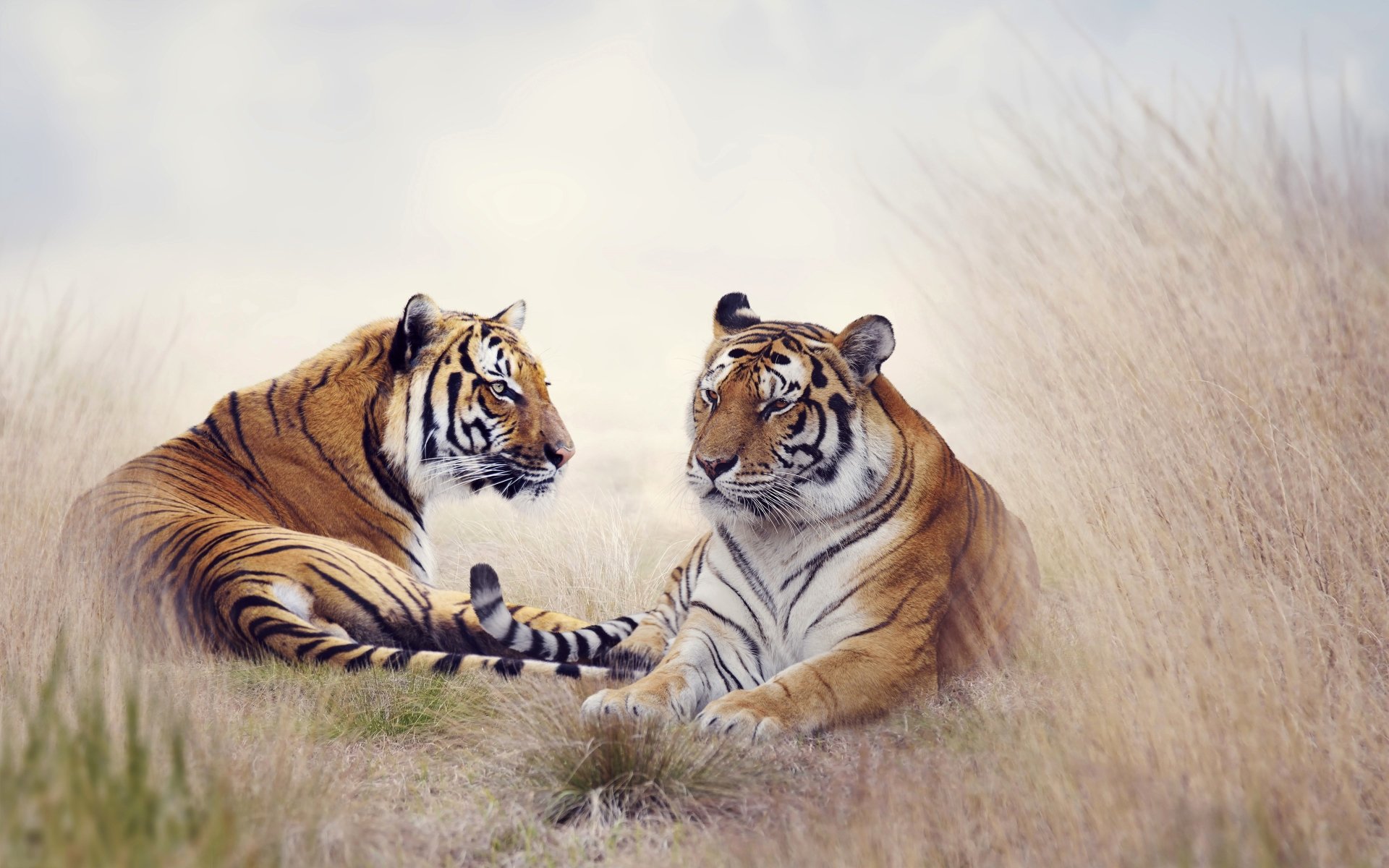 Majestic Tigers in a Serene Field Painting