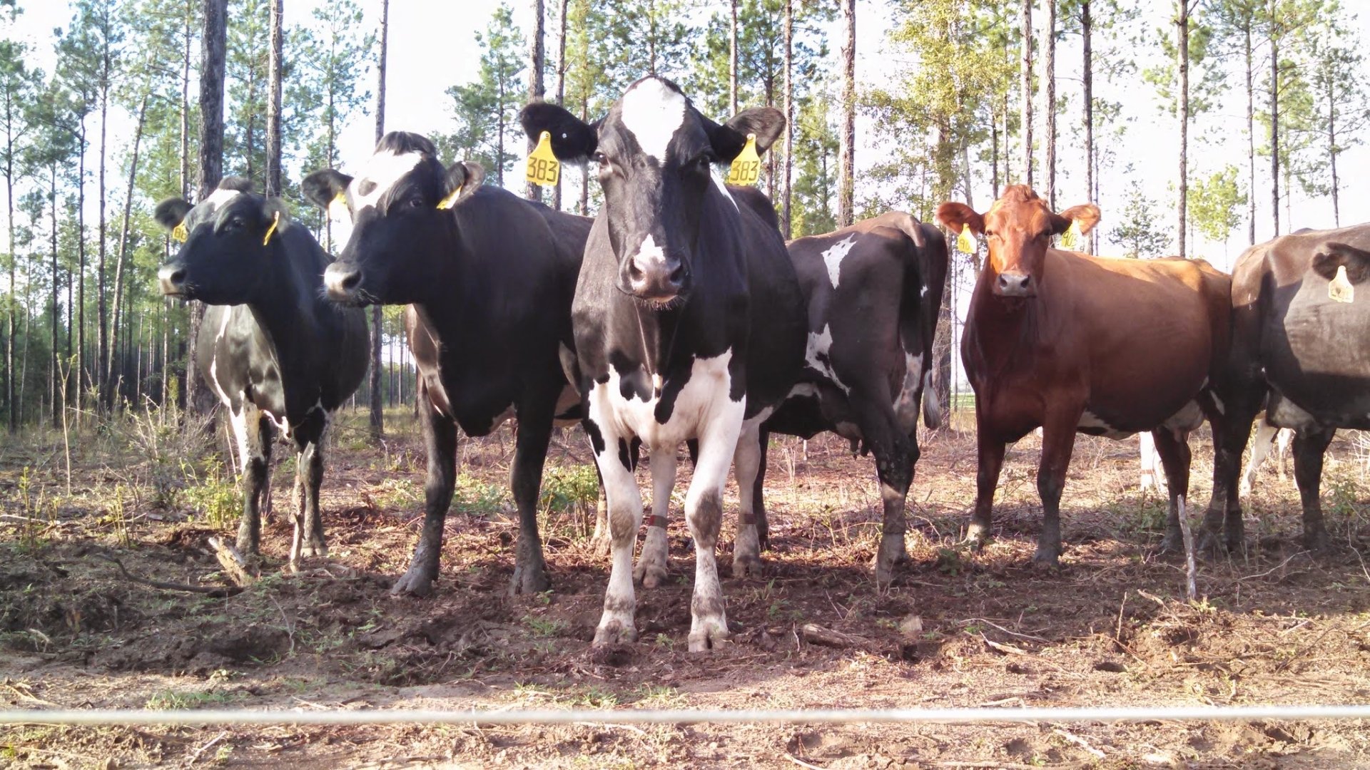Cows! Image - ID: 299705 - Image Abyss