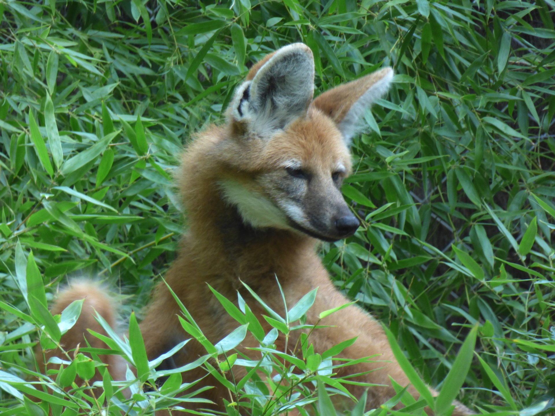Maned Wolf - Desktop Wallpapers, Phone Wallpaper, PFP, Gifs, and More!