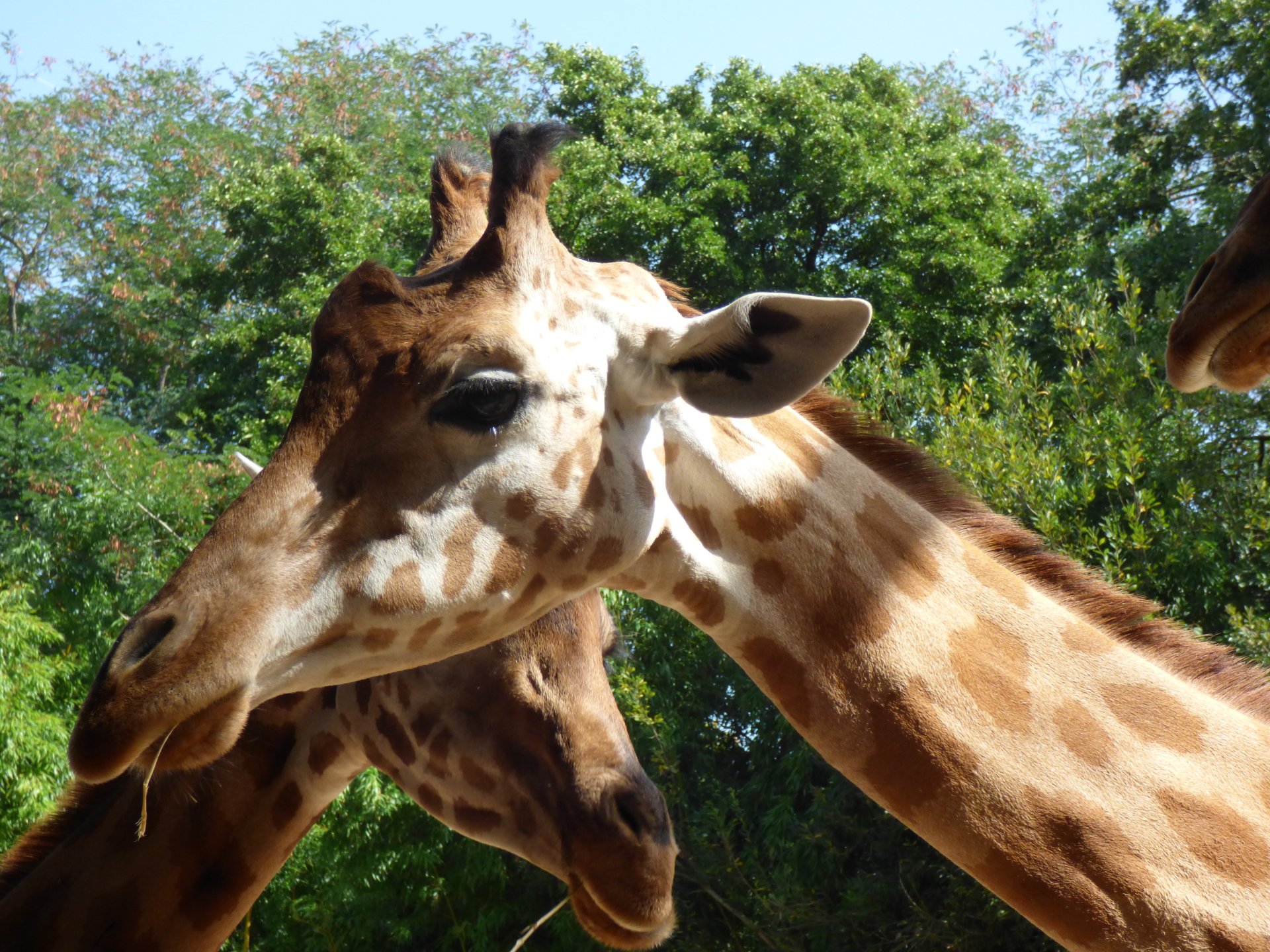 Giraffe - Desktop Wallpapers, Phone Wallpaper, PFP, Gifs, and More!