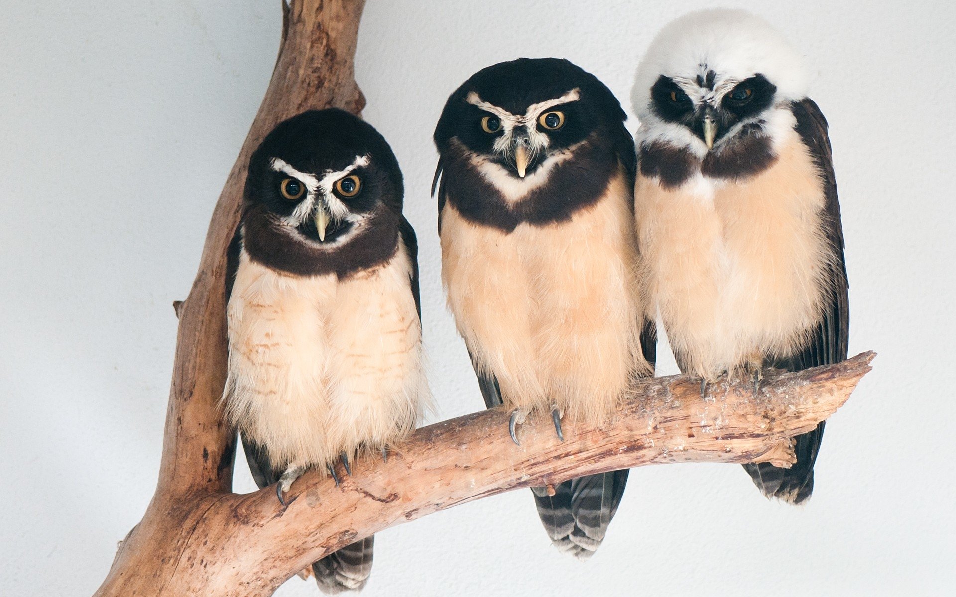 Owl Image - ID: 299730 - Image Abyss