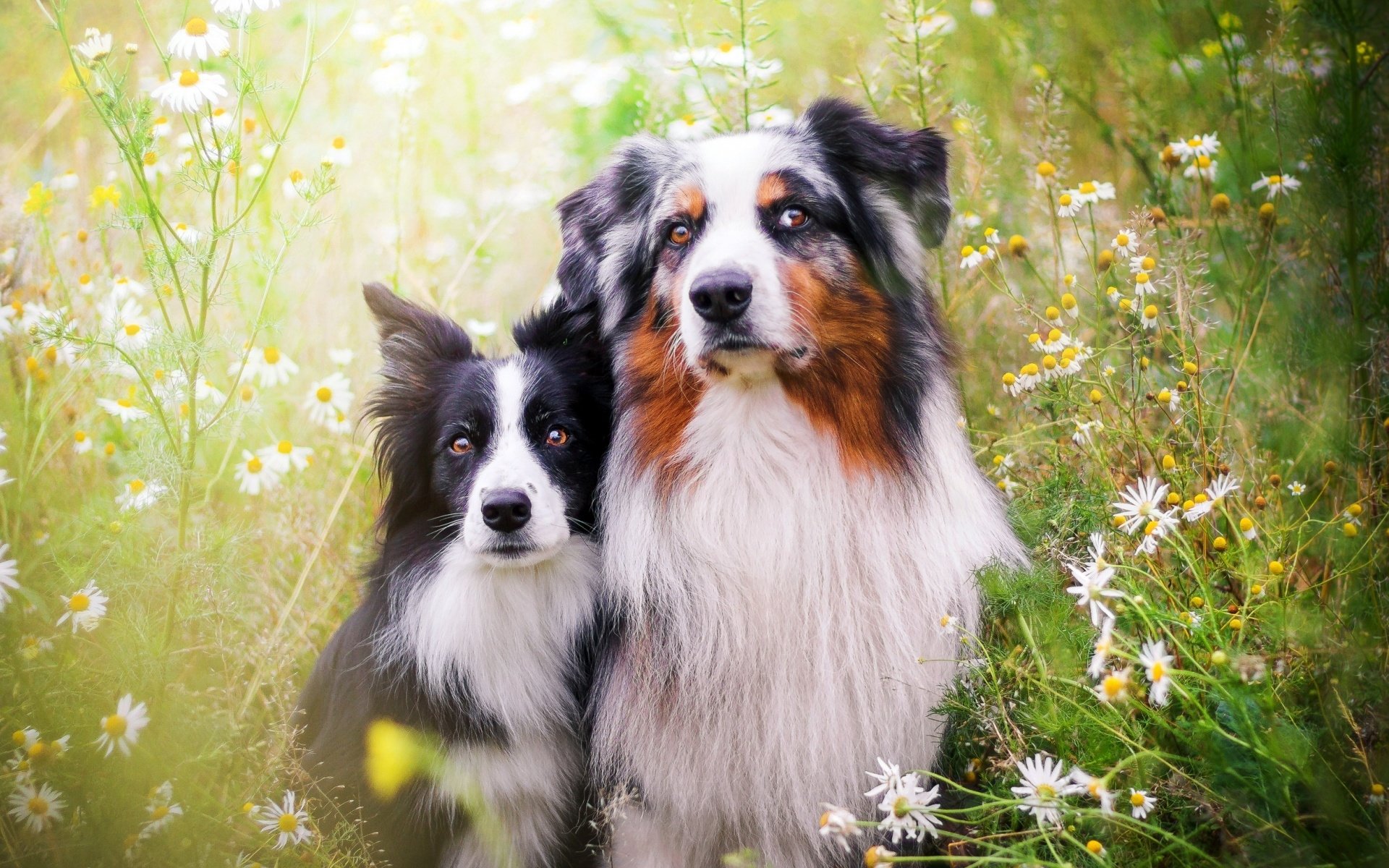 Playful Pups: Australian Shepherd and Border Collie in Blooming Flowers