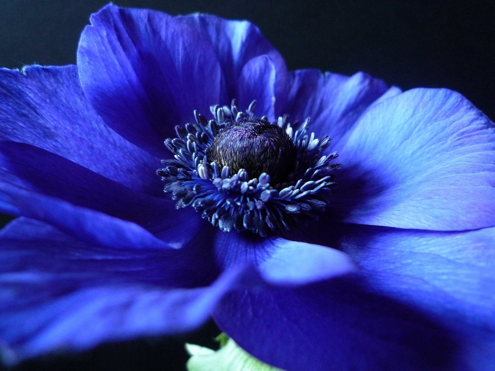 Download Close-up Flower Blue Flower Nature Anemone Image