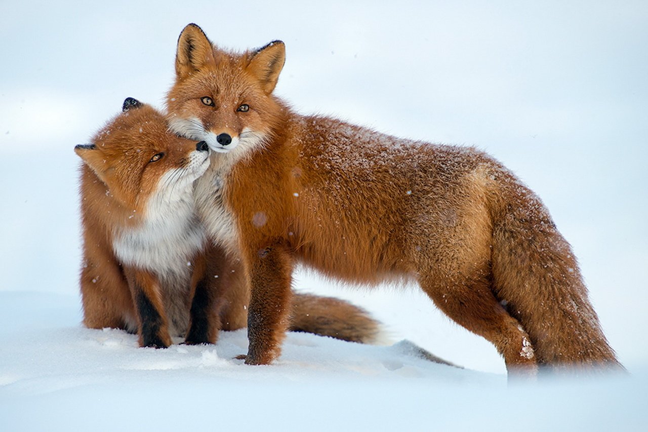 Winter Whispers: The Gentle Bond of Foxes in Snow