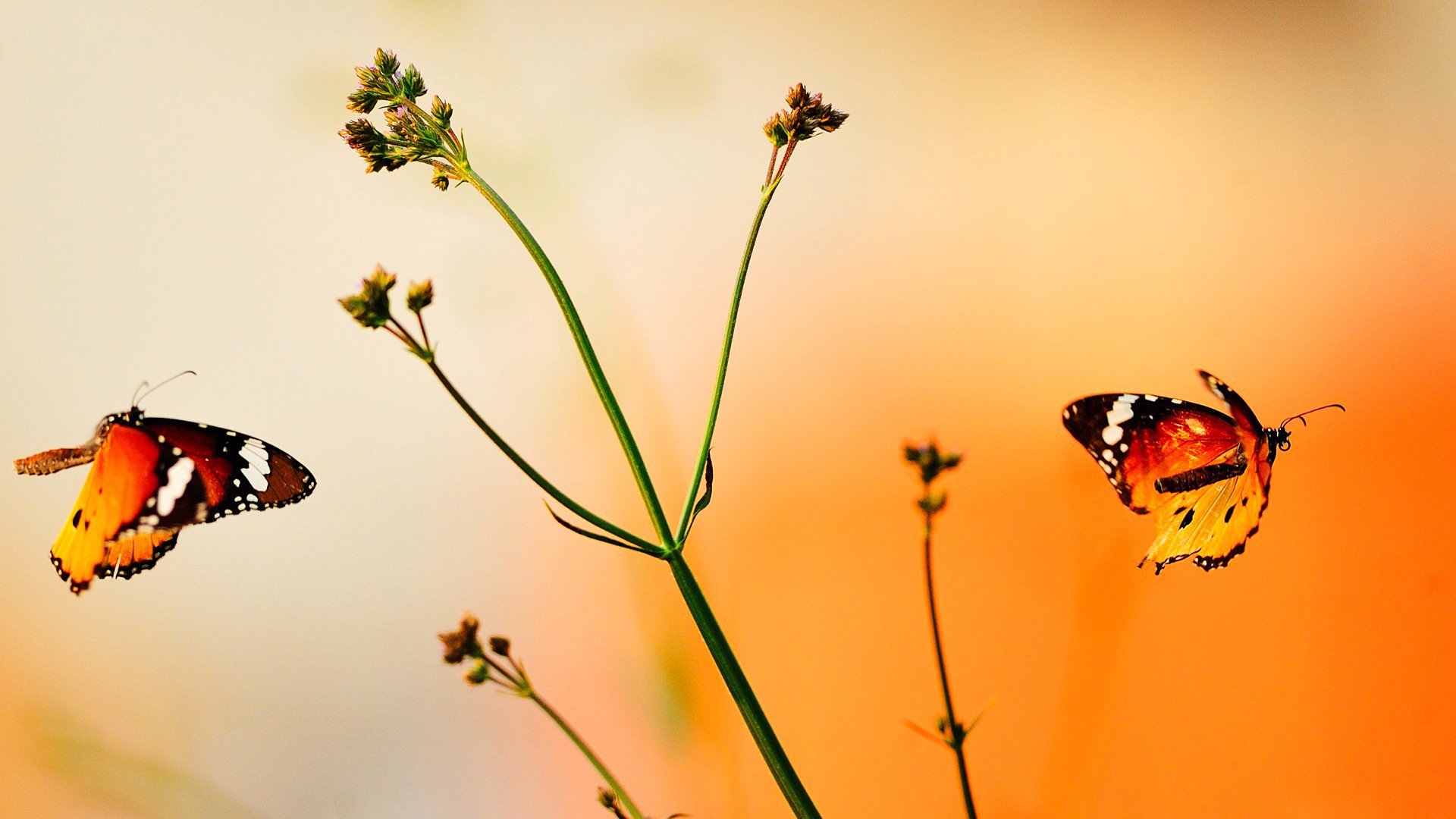 Butterfly Image - ID: 299911 - Image Abyss