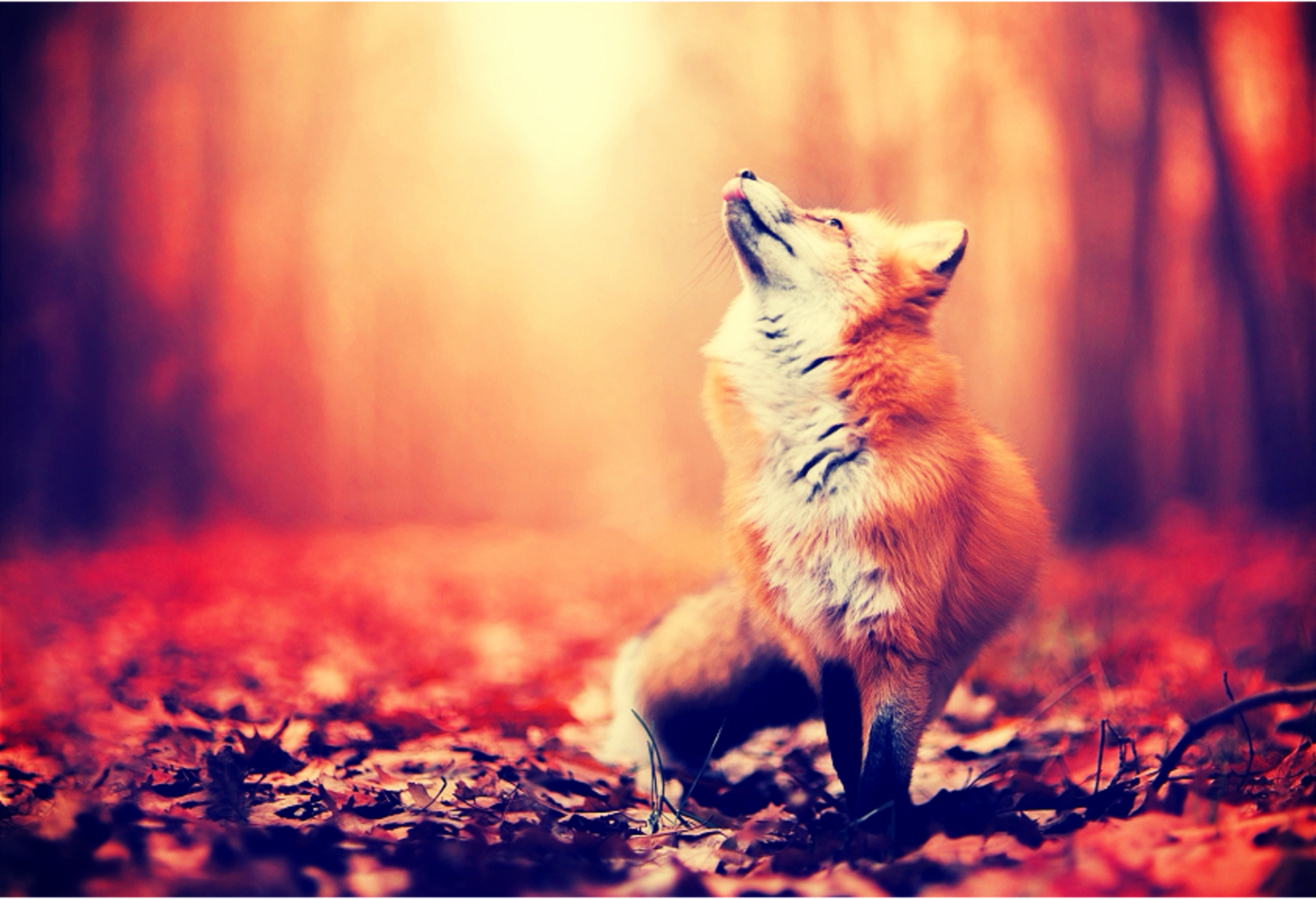 Fox Image - ID: 299982 - Image Abyss