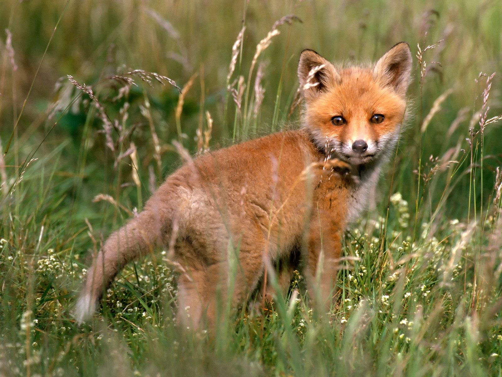 Download Animal Fox Image