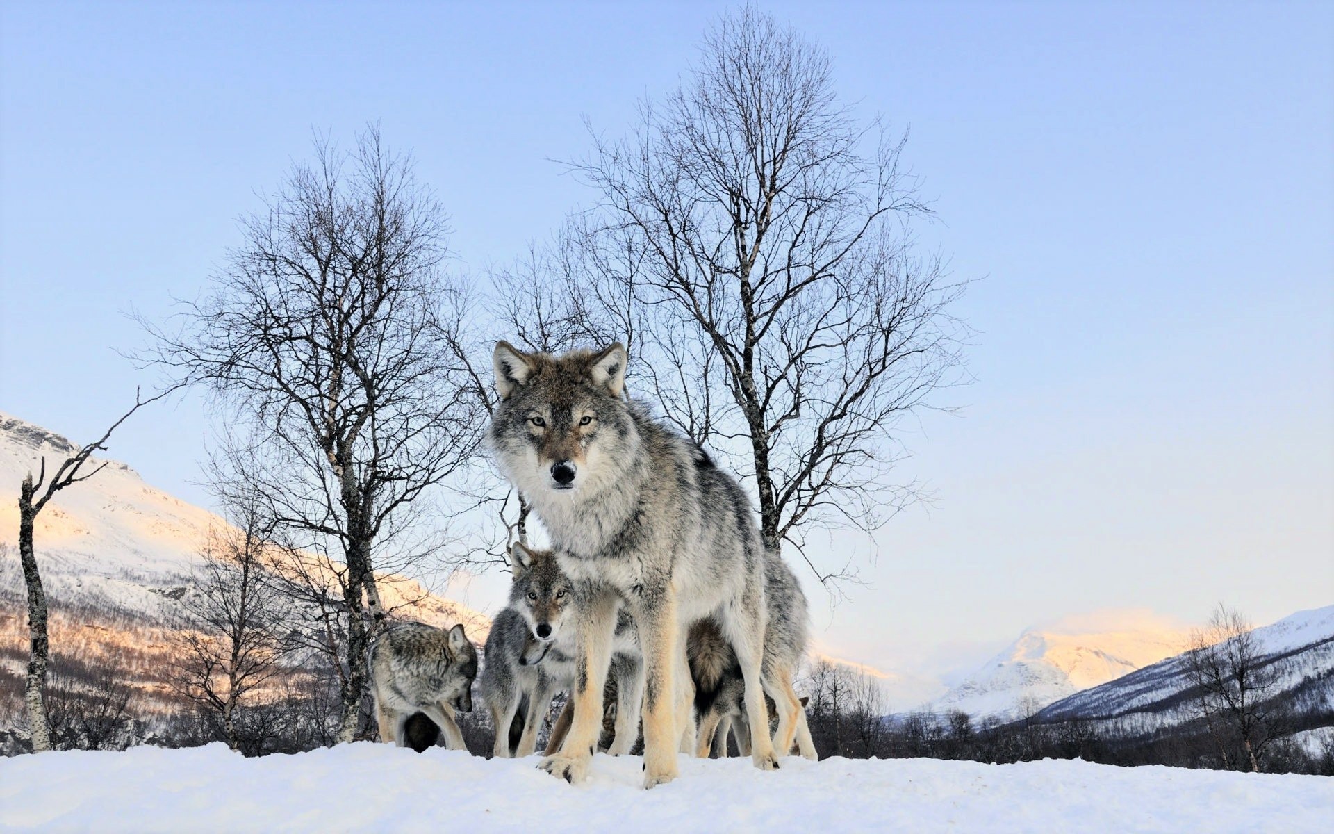 Winter Wolves Among Snow-Covered Trees