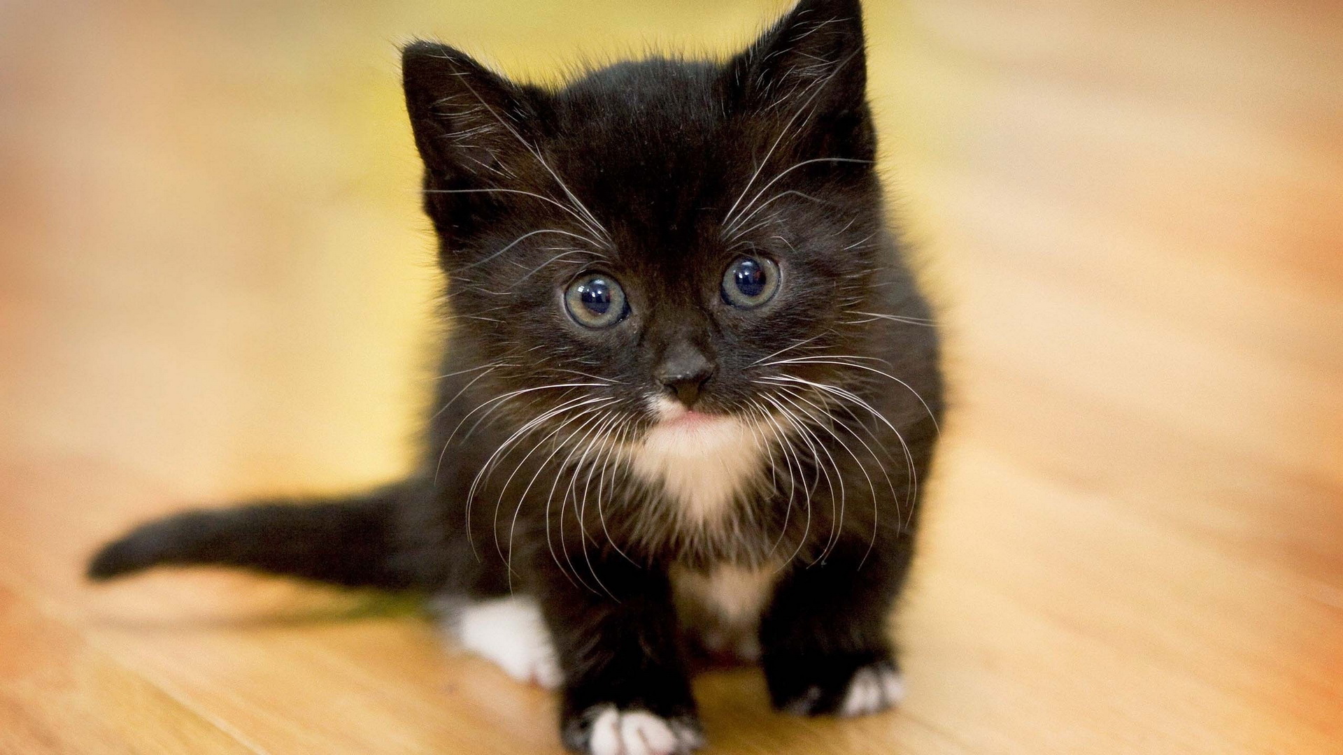 Adorable Black Kitten: A Tiny Feline Wonder