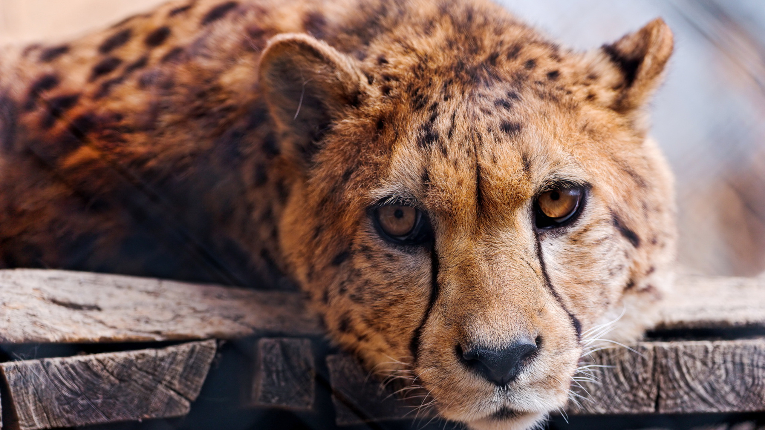 Cheetah Picture - Image Abyss