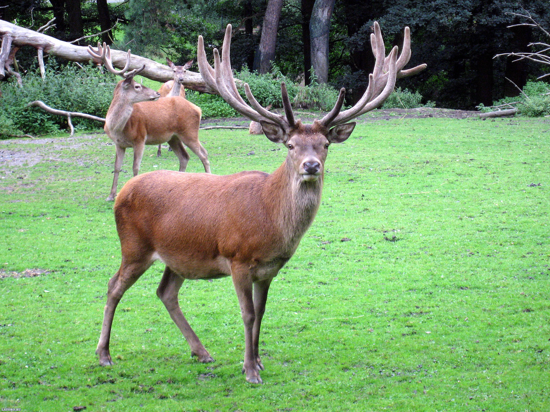 Download Animal Deer Image