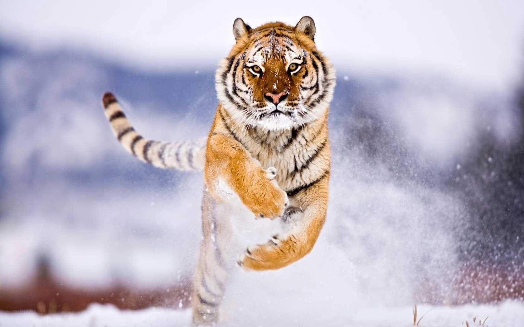 Download Animal Tiger Image