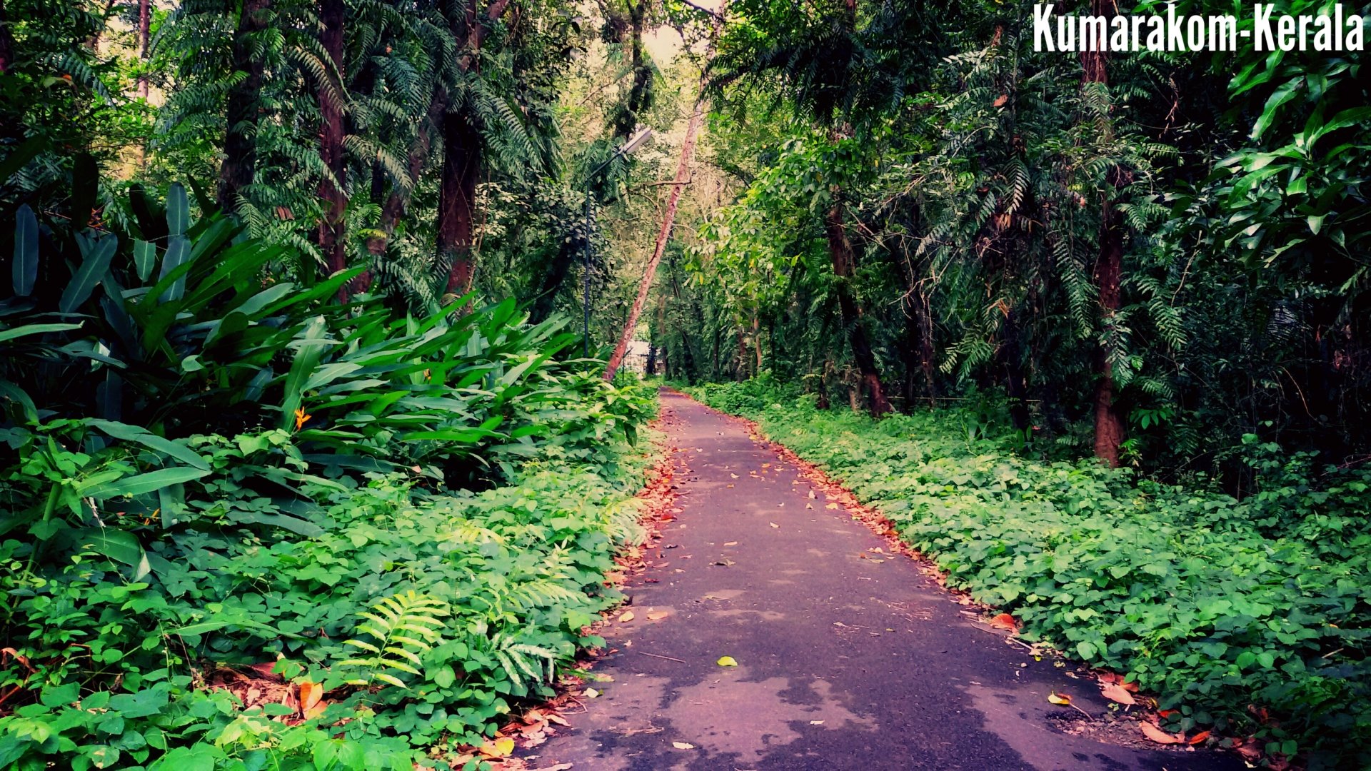 Kumarakom Bird Sanctuary Image - ID: 300435 - Image Abyss