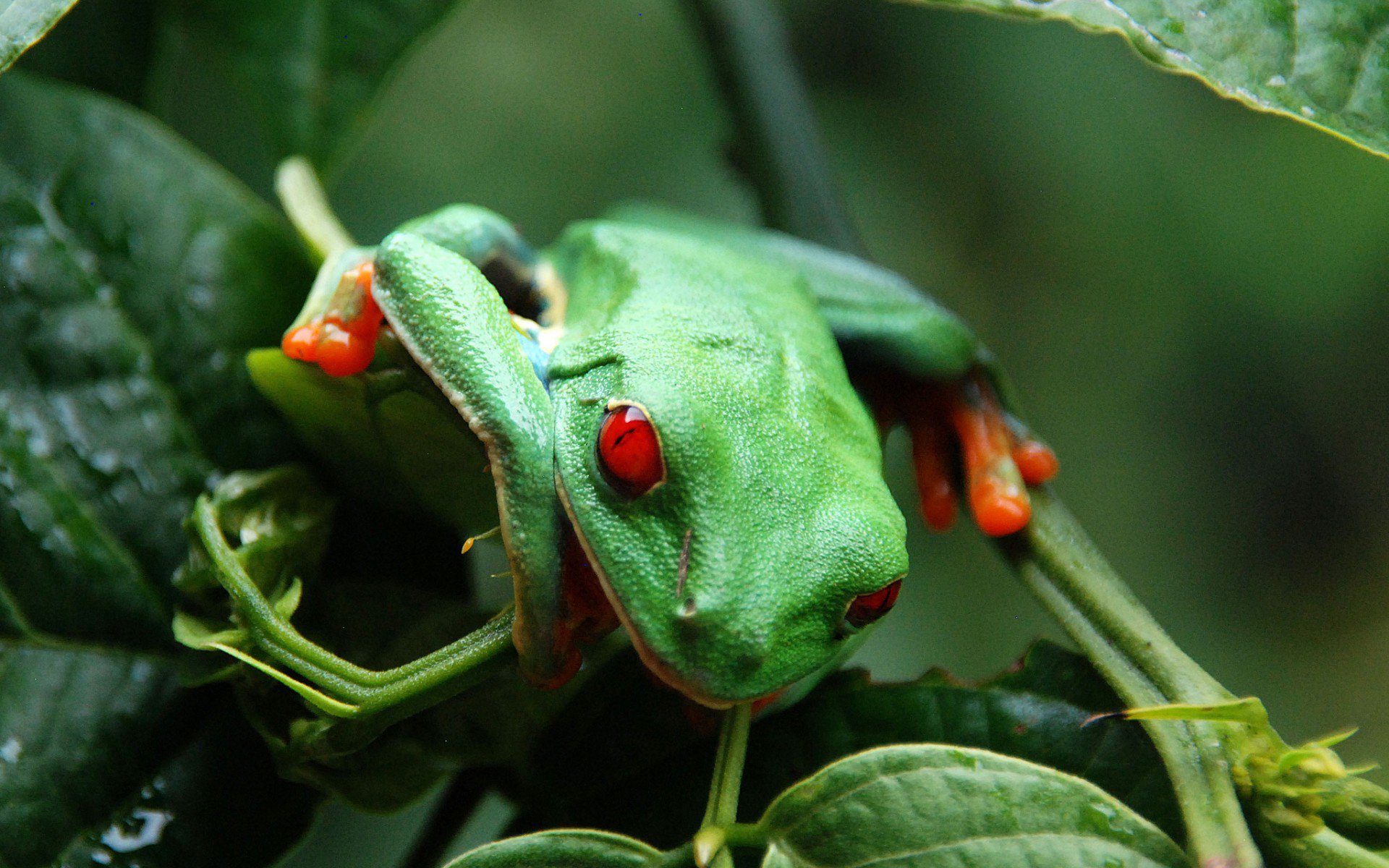 Red Eyed Tree Frog Image - ID: 300819 - Image Abyss