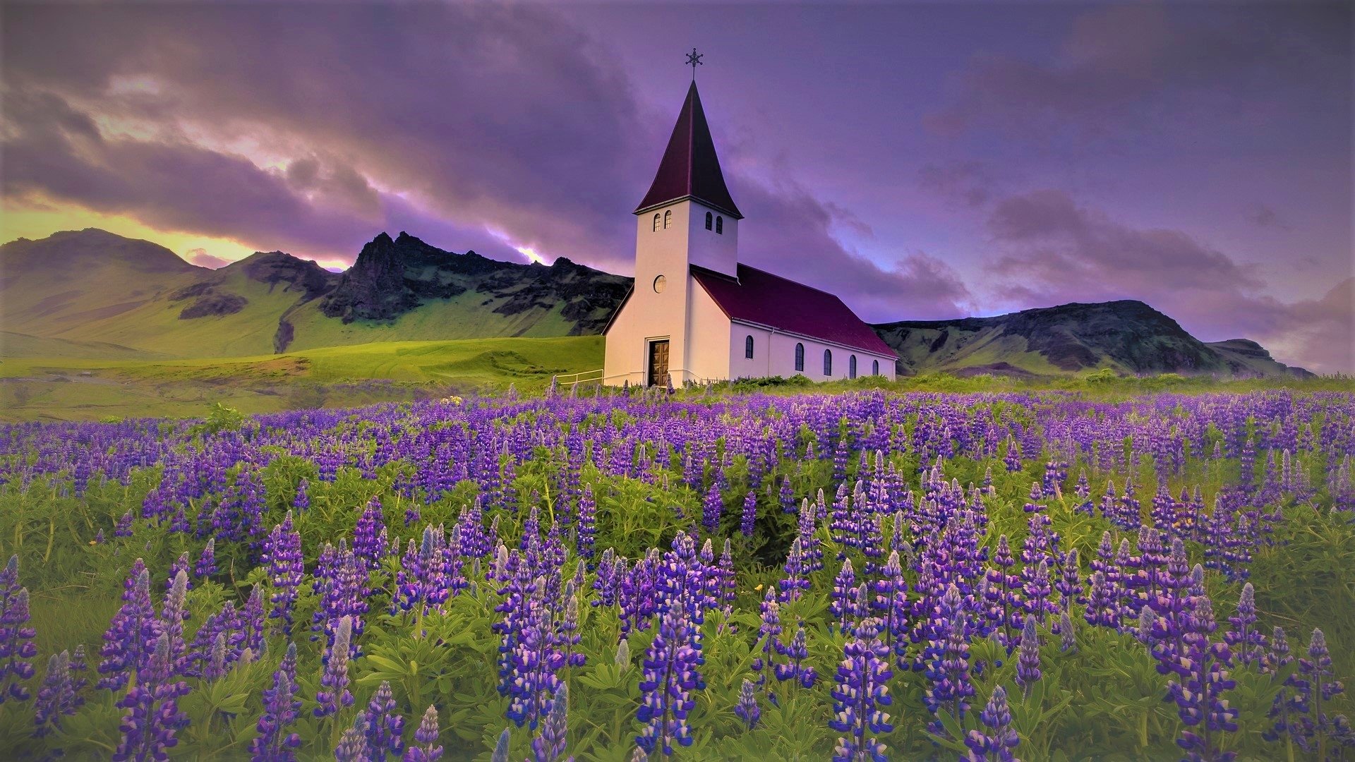 Download Purple Flower Lupine Field Steeple Religious Church Image