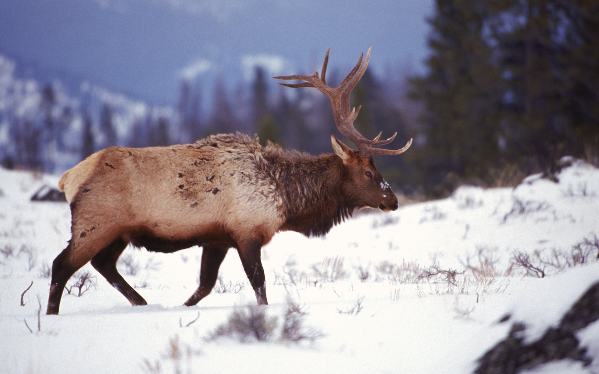 Elk Image - ID: 301279 - Image Abyss