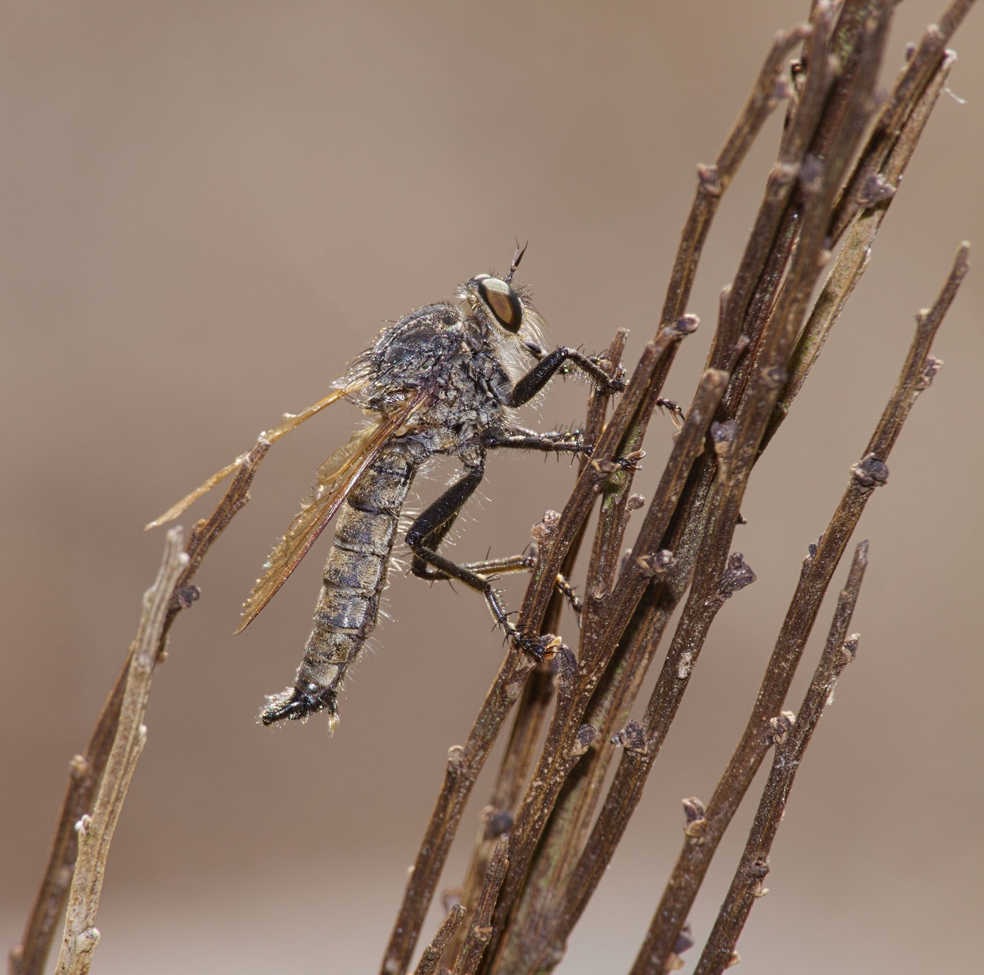 Download Robber Fly Animal Fly Image