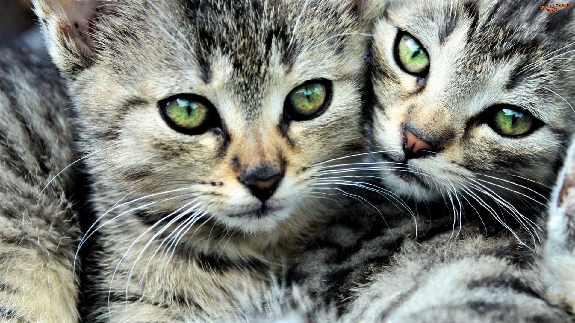 Cute Kitten Siblings - Image Abyss