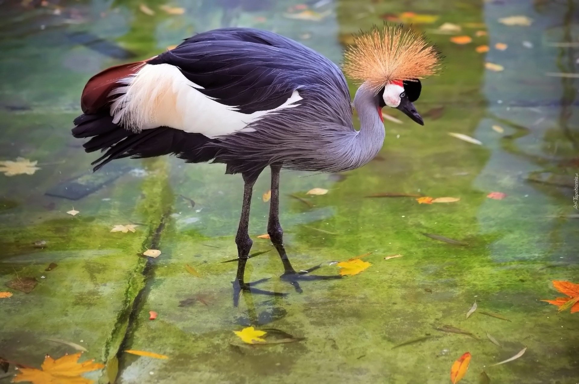 Download Bird Animal Grey Crowned Crane Crane (bird) Image