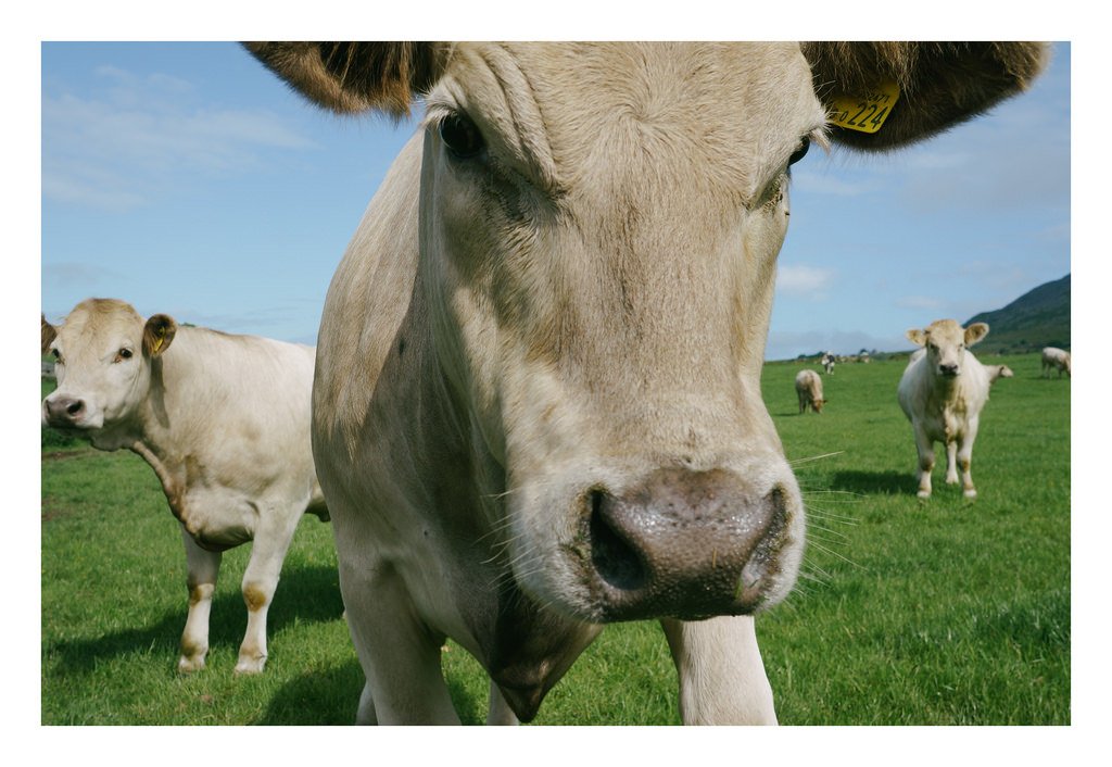 Cow Picture - Image Abyss