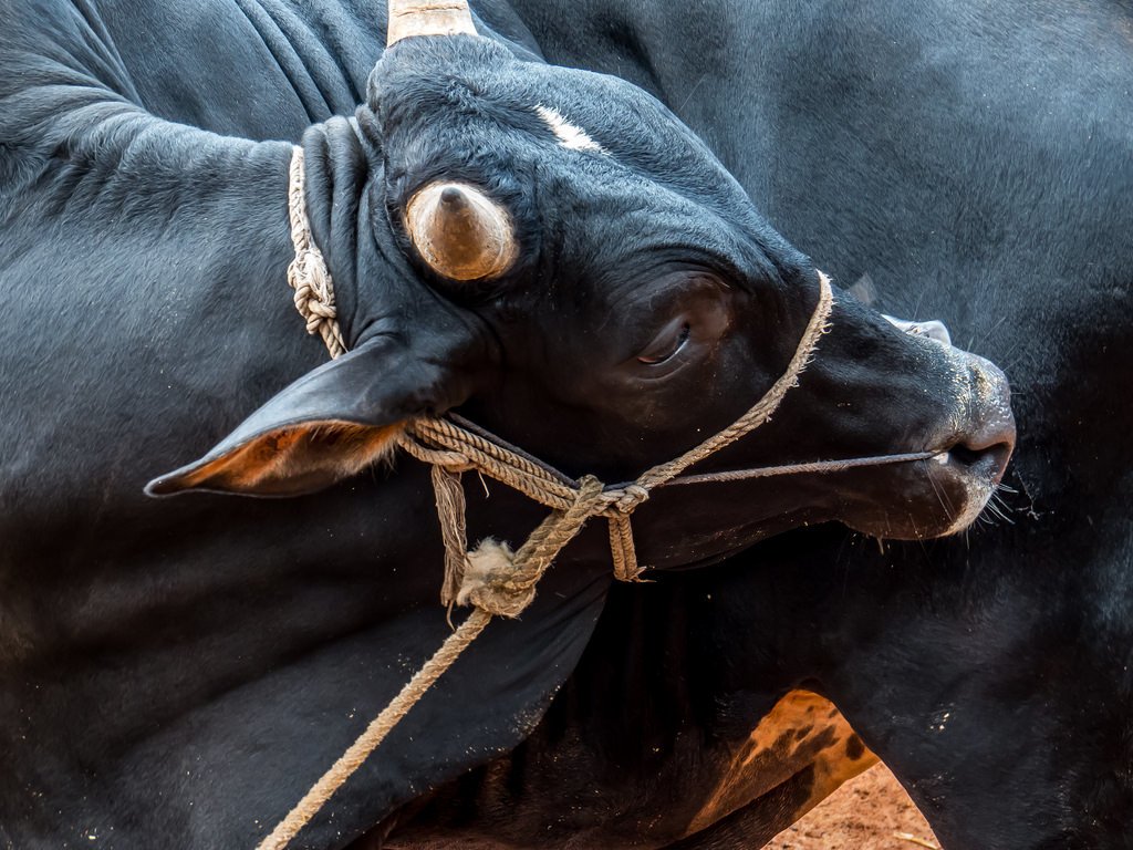 Download Animal Cow Image