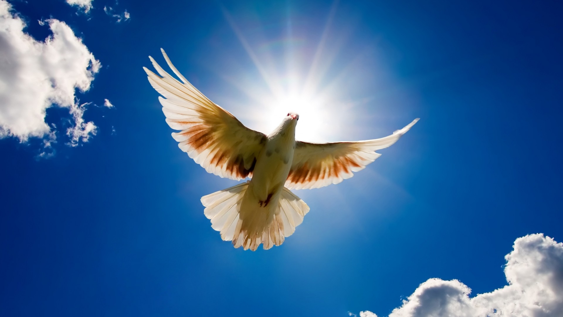 Majestic Pigeon Soaring Through a Bright Sky